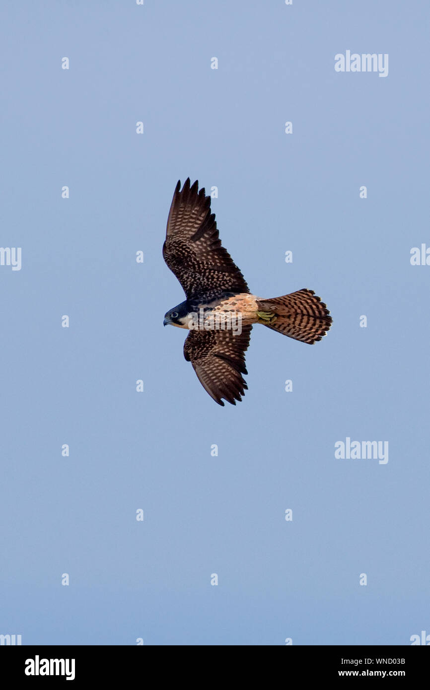 Eleonora's falcon mallorca hi-res stock photography and images - Alamy