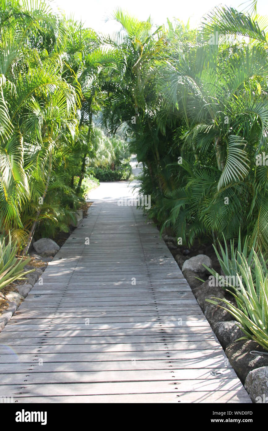 Walkway and palm plants hi-res stock photography and images - Alamy