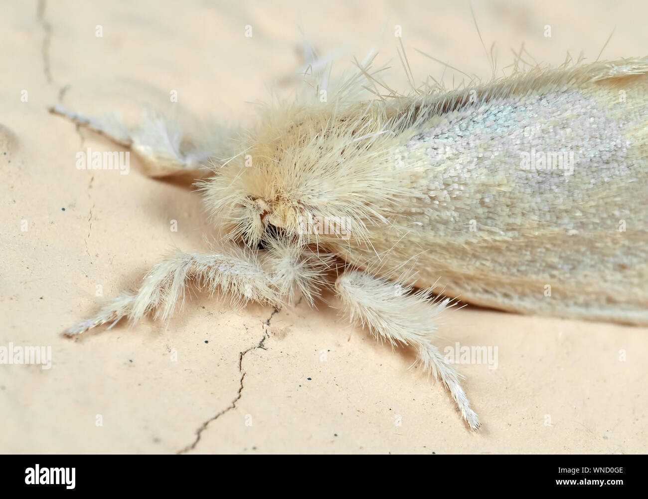 Macro Photography of Moth on The Floor Stock Photo - Alamy
