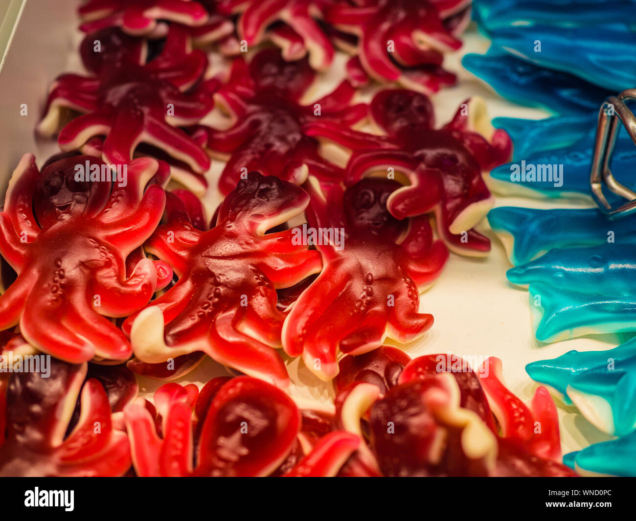 Red octopus hi-res stock photography and images - Alamy