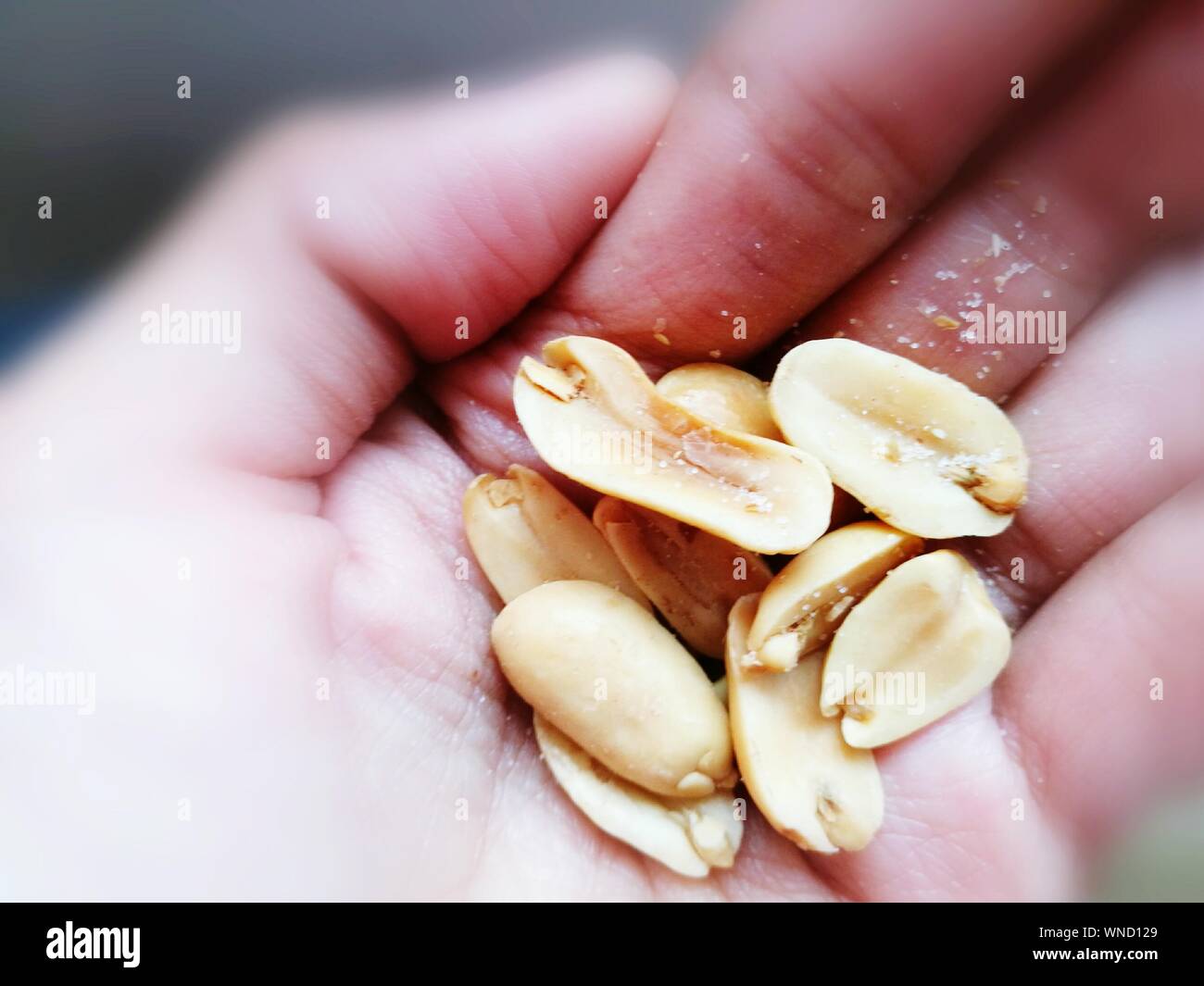 Hand holding peanut hi-res stock photography and images - Alamy