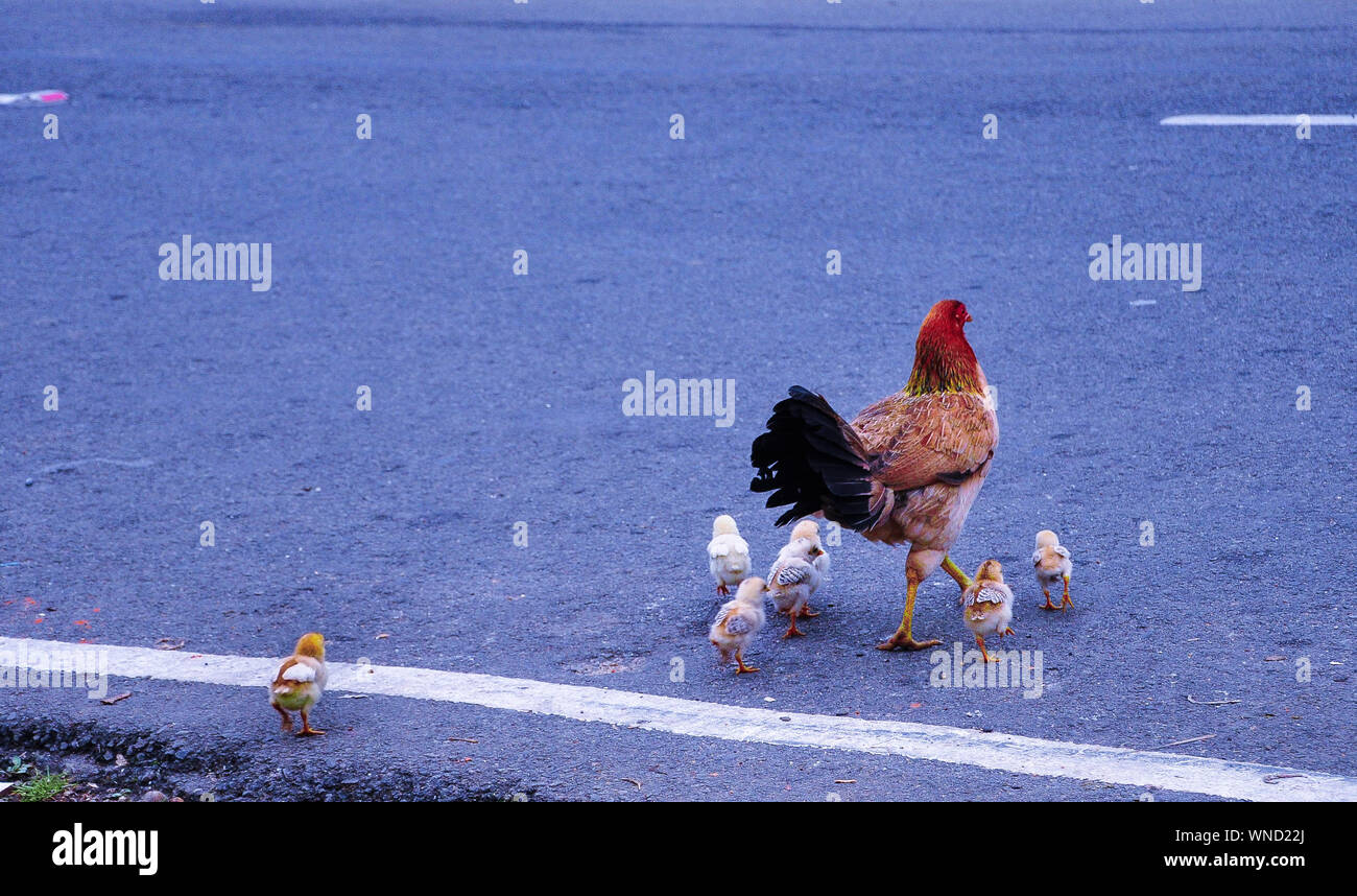 Chickens Crossing Road High Resolution Stock Photography and Images - Alamy