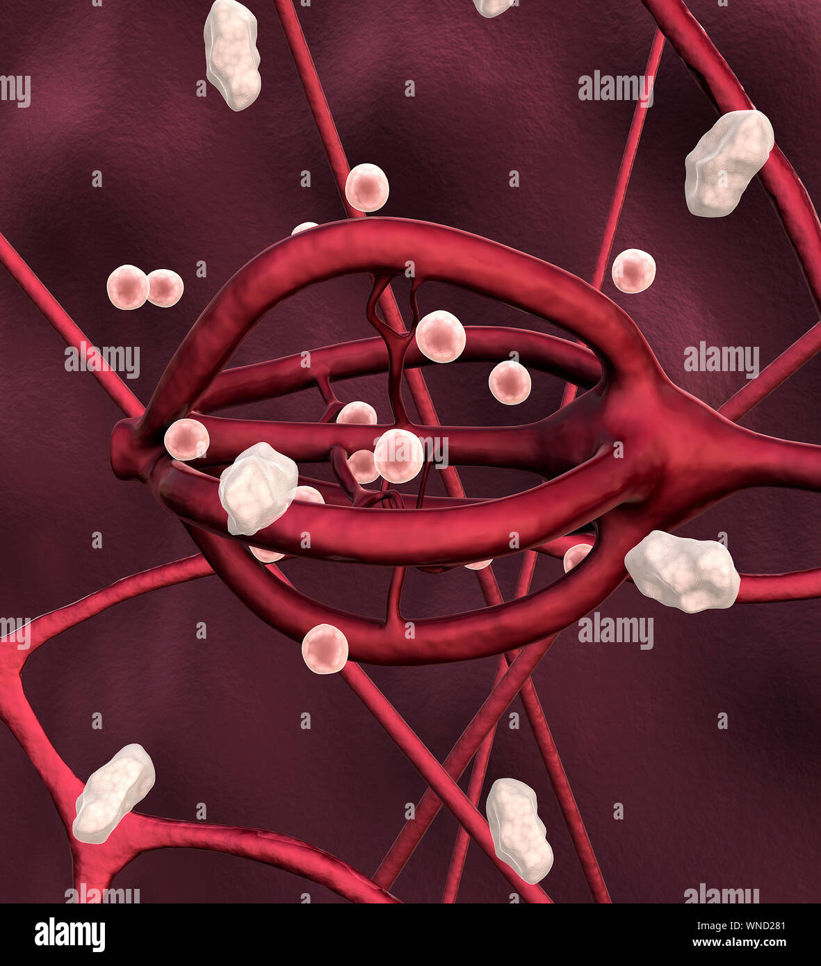 Active nerve cell in human neural system, Neuron Impulses, Neuron cells ...