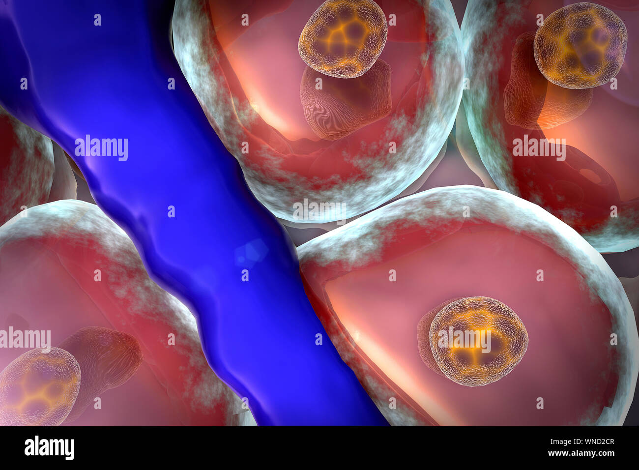 the metabolism, living cell, group of cells Stock Photo - Alamy
