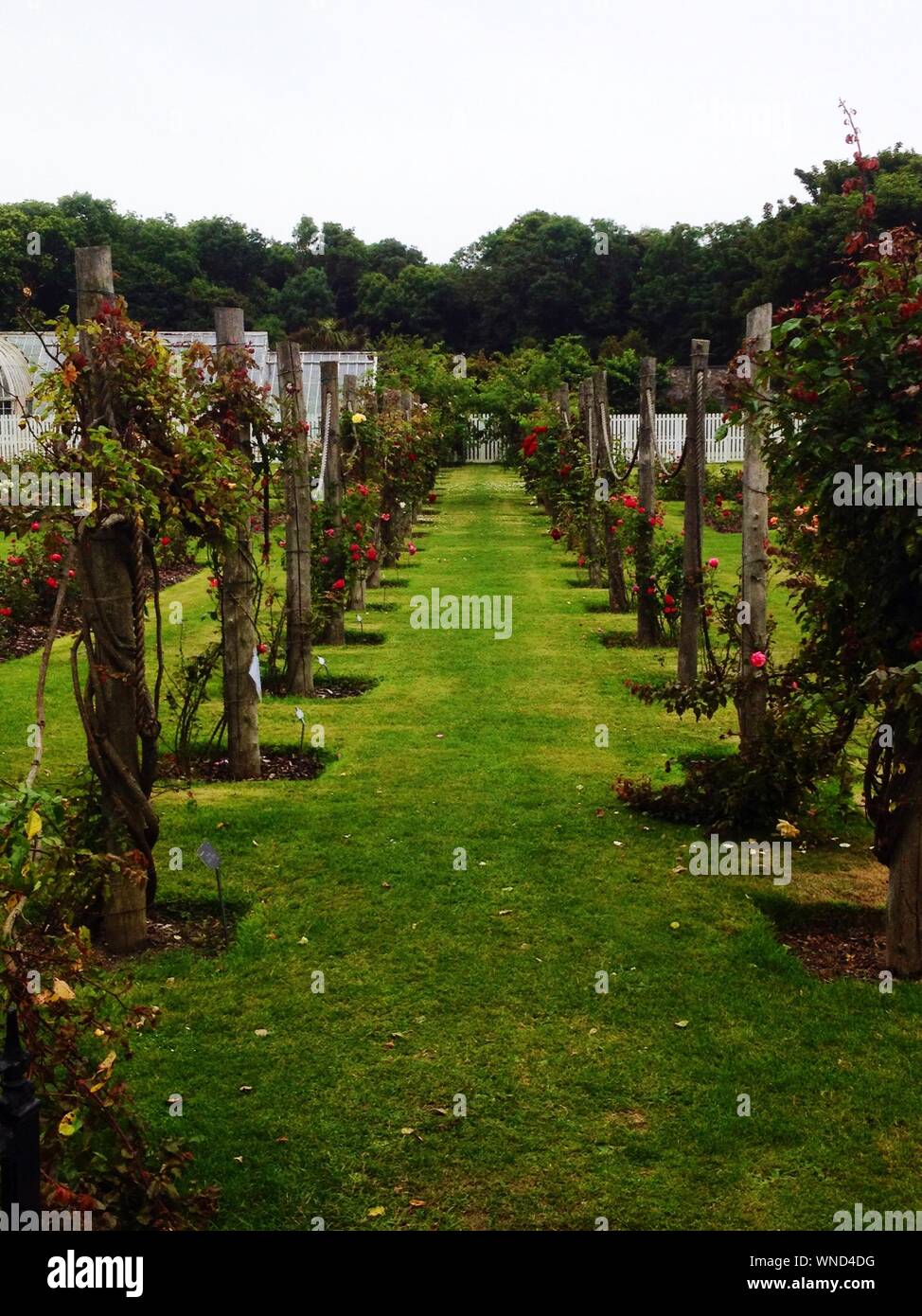 Rose bushes hi-res stock photography and images - Alamy