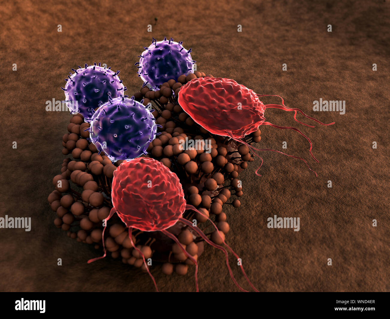 Defense physiology hi-res stock photography and images - Alamy