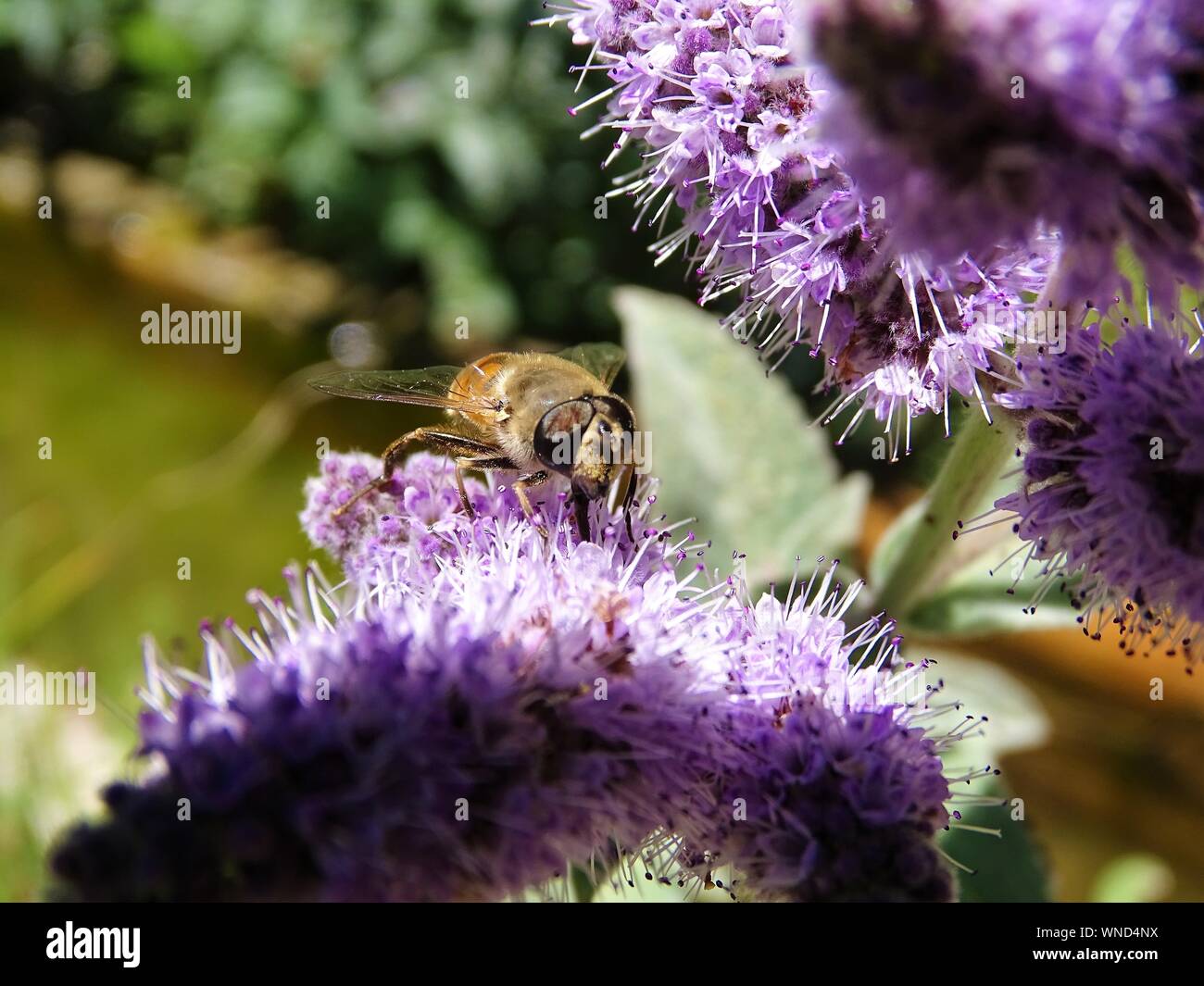 Pollination fruits hi-res stock photography and images - Alamy