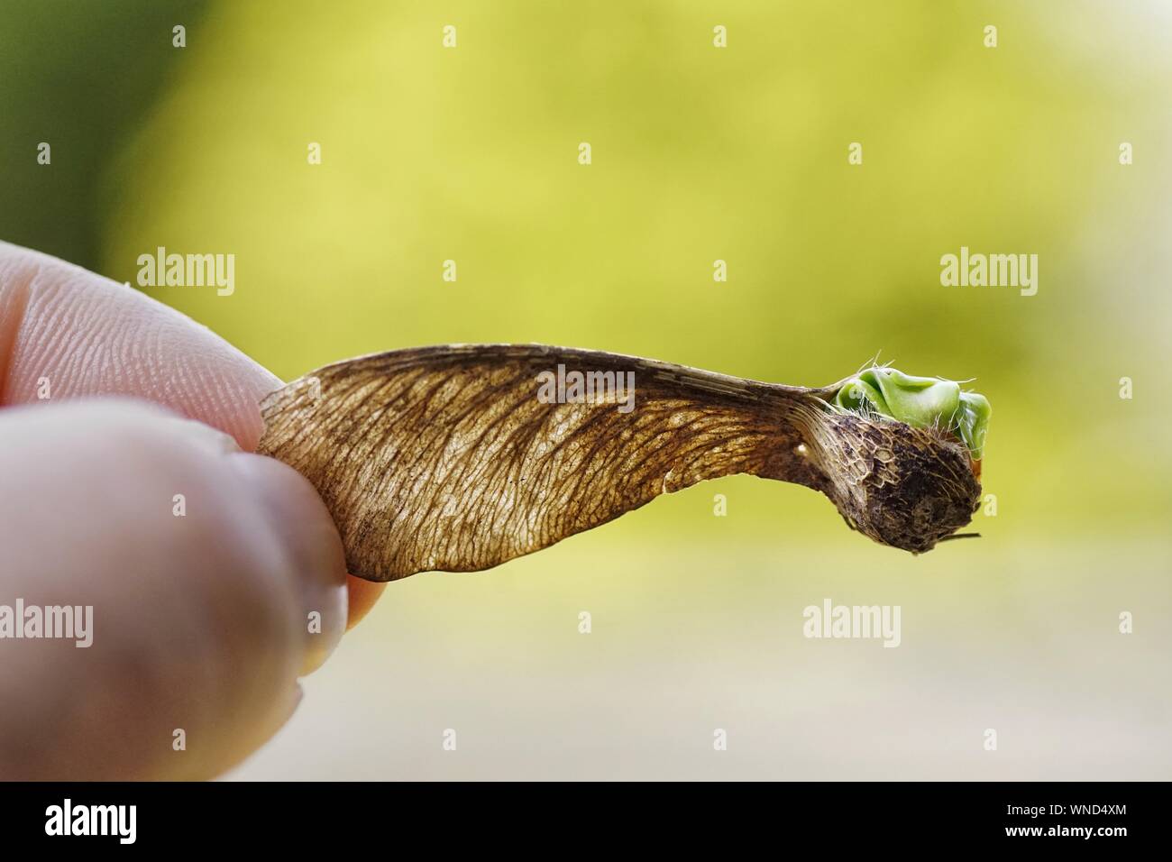 Sycamore Seed High Resolution Stock Photography and Images - Alamy