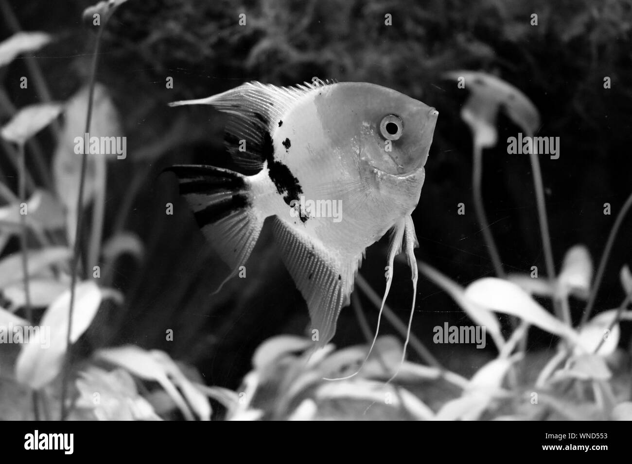 Fish side view Black and White Stock Photos & Images - Alamy