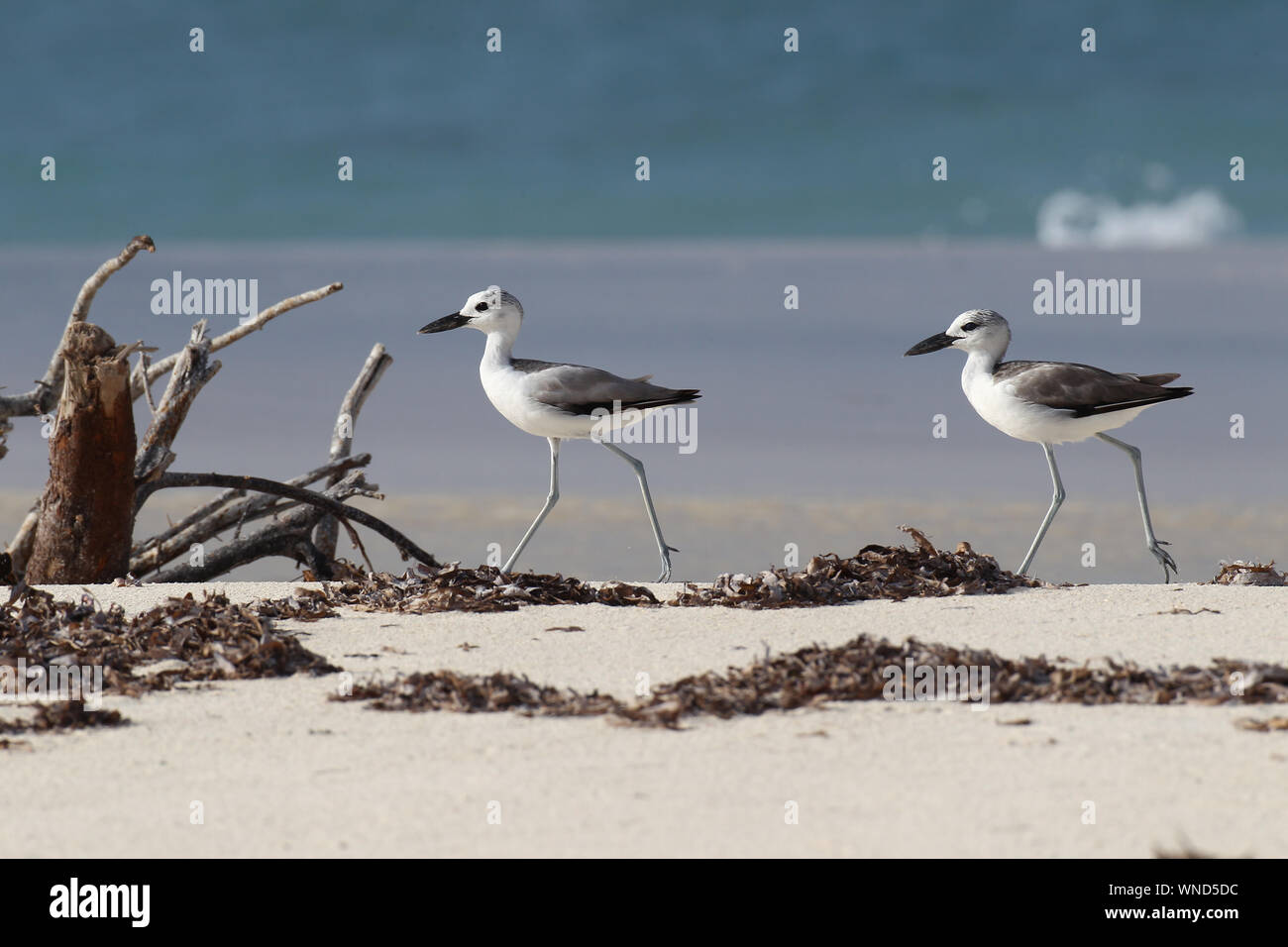 Crab Plover High Resolution Stock Photography and Images - Alamy