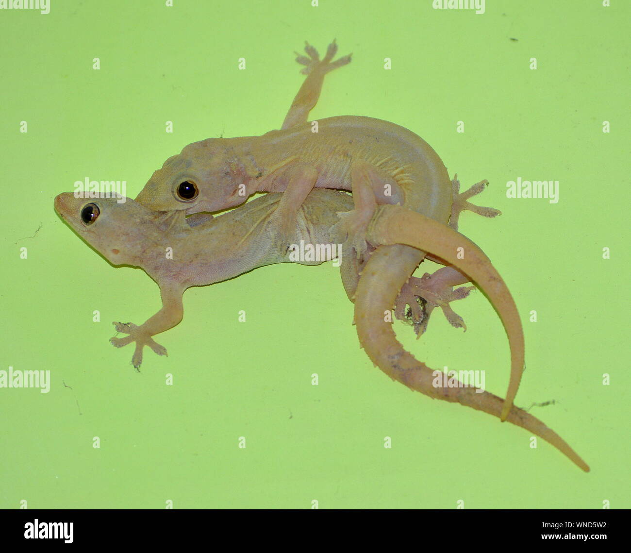 Mating lizards hi-res stock photography and images - Alamy