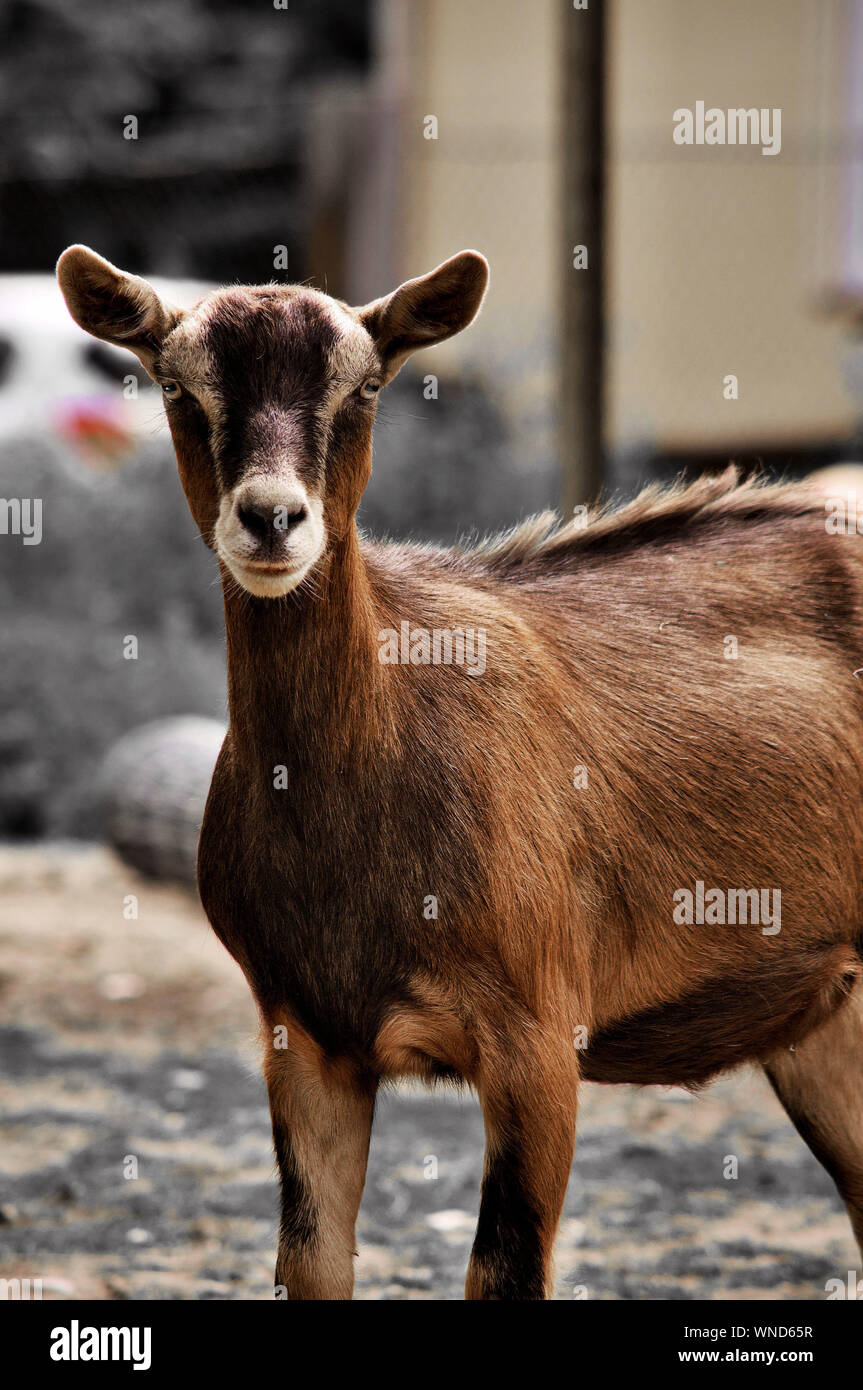 Brown goat hi-res stock photography and images - Alamy