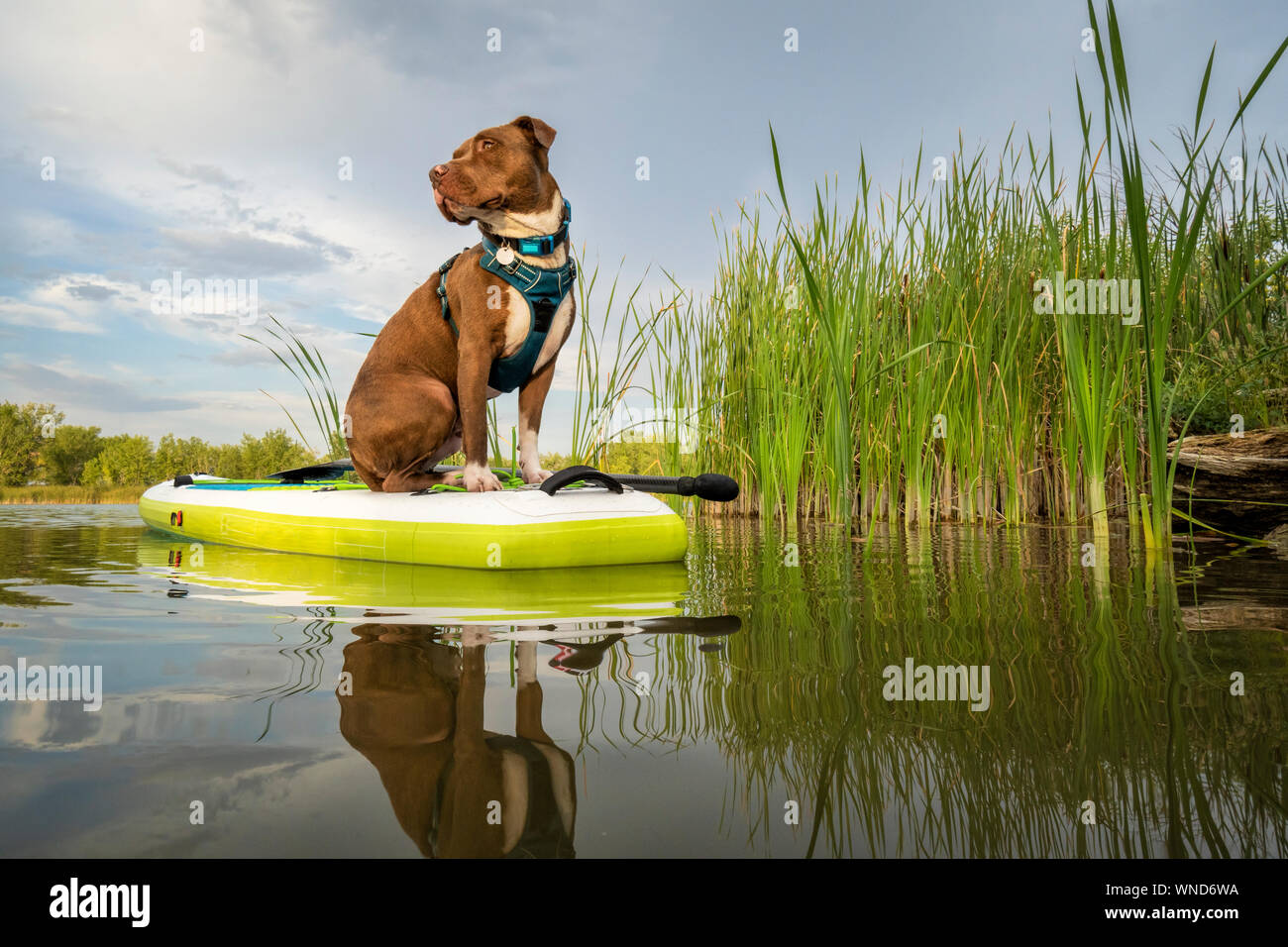 Pit bull terrier dog on an inflatable stand up paddleboard, summer ...