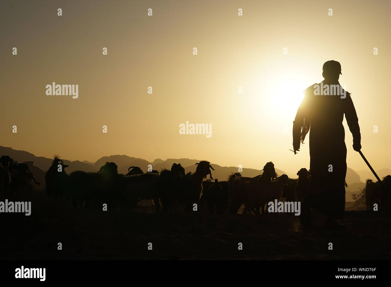Silhouette Shepherd Sheep High Resolution Stock Photography and Images ...