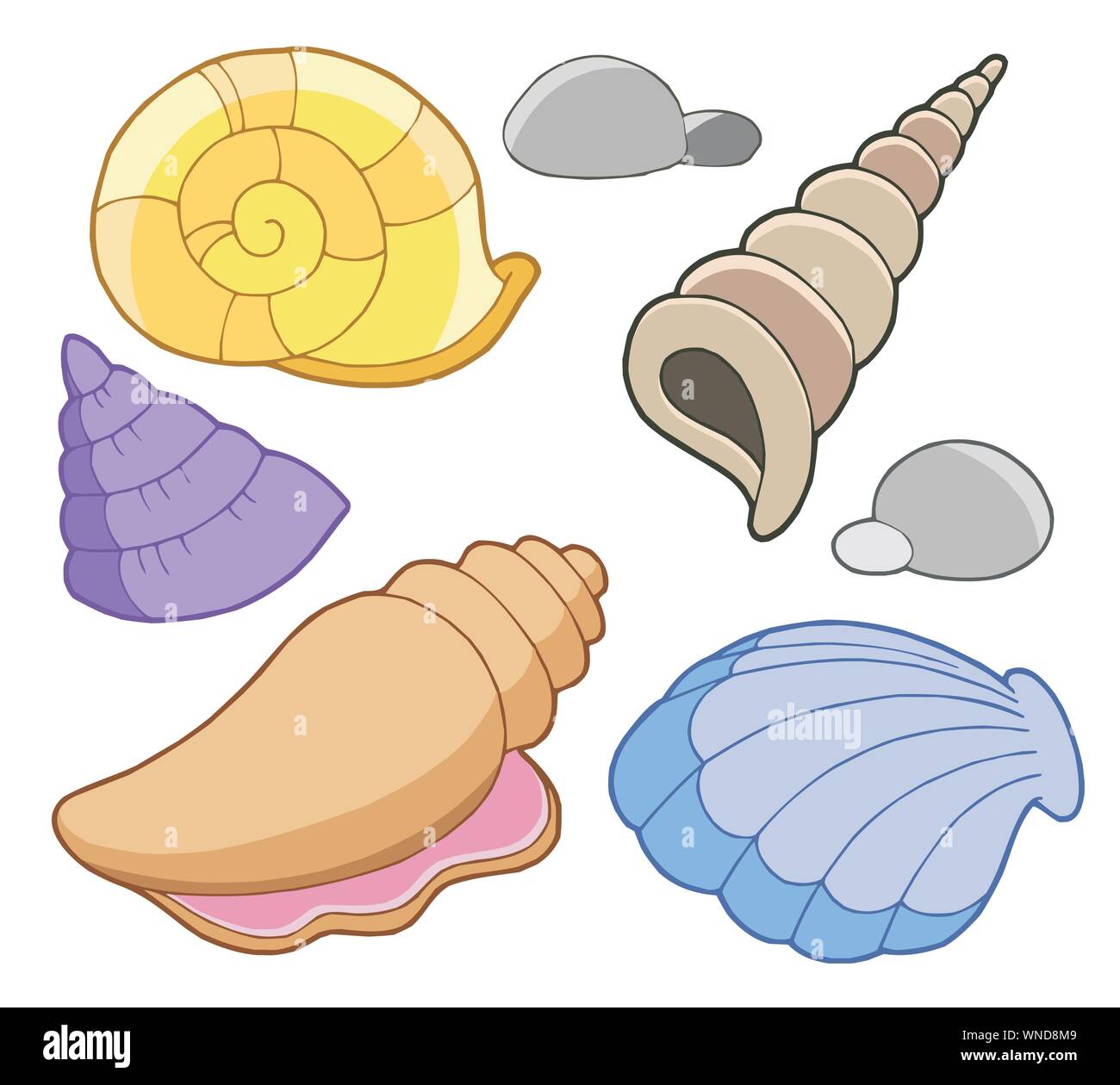 Sea shells collection Stock Vector Image & Art - Alamy