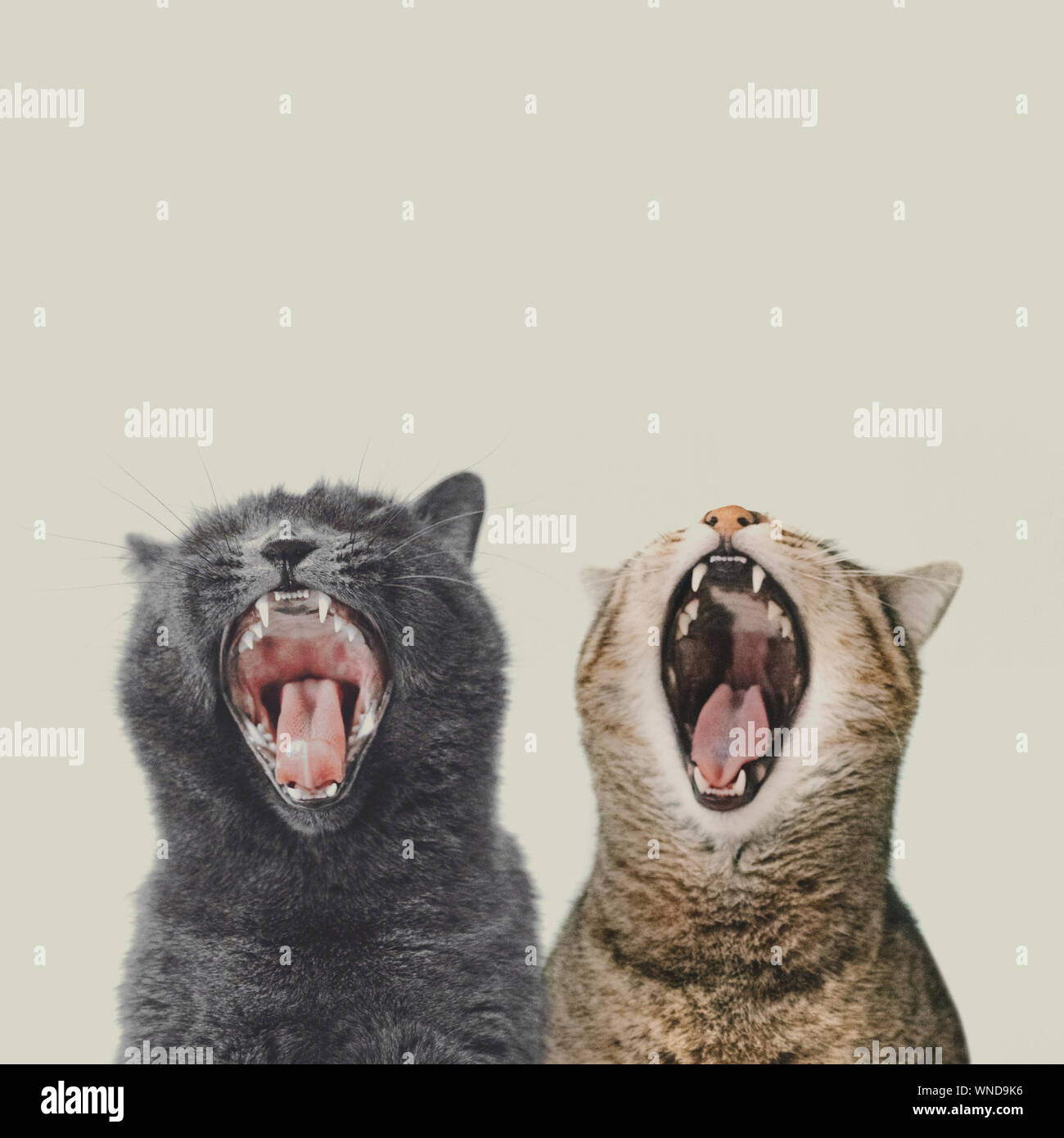 Cats Yawning High Resolution Stock Photography and Images - Alamy