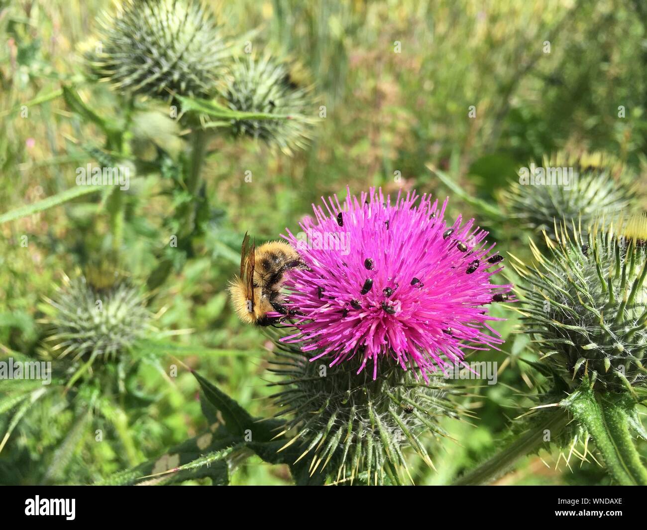 Scottish Insects High Resolution Stock Photography and Images - Alamy