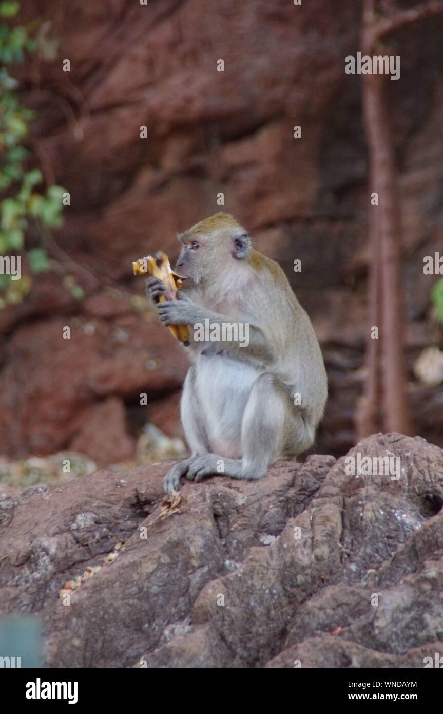 Monkey having food hi-res stock photography and images - Alamy