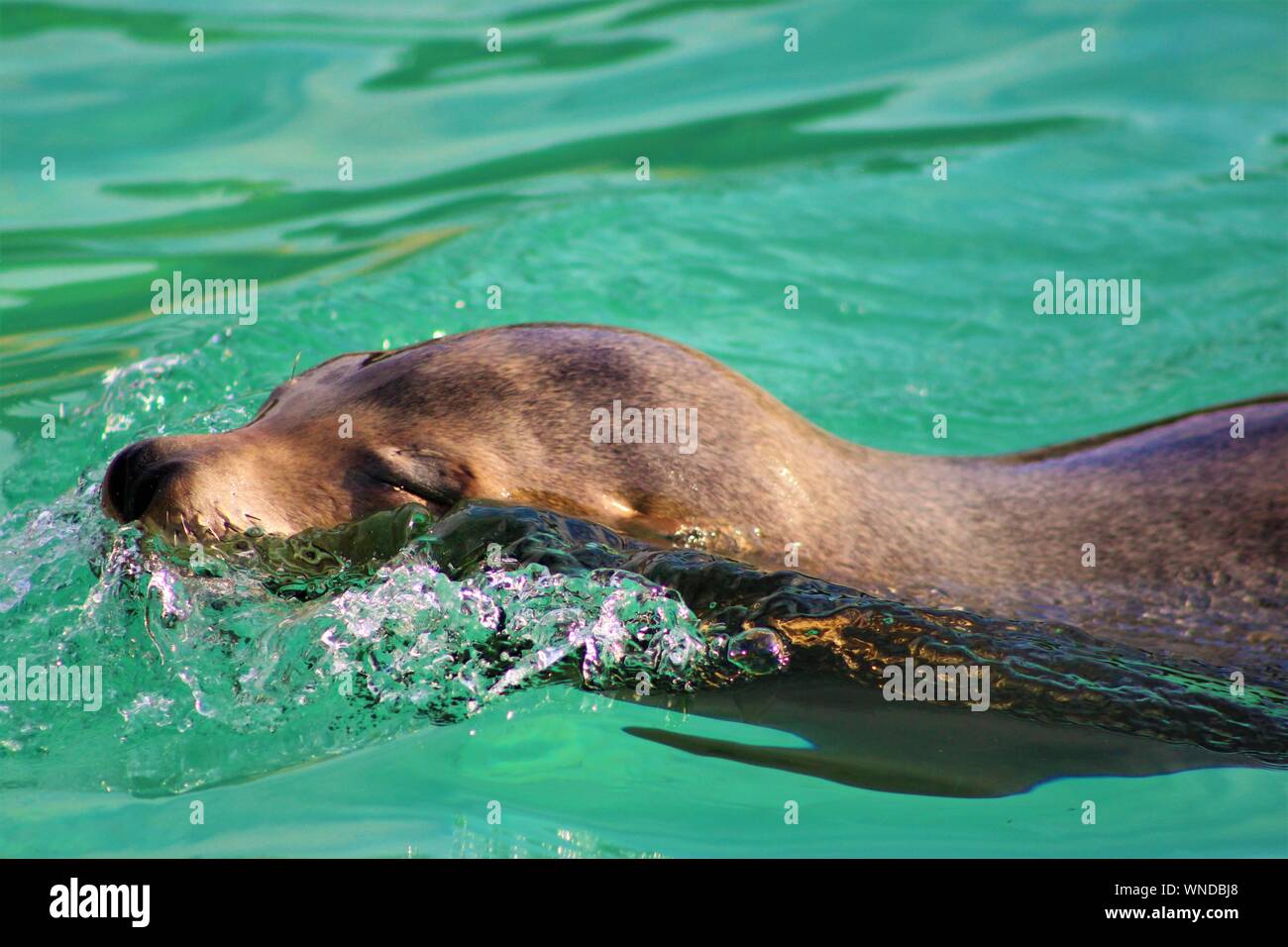 Seal splashing in the water hi-res stock photography and images - Alamy