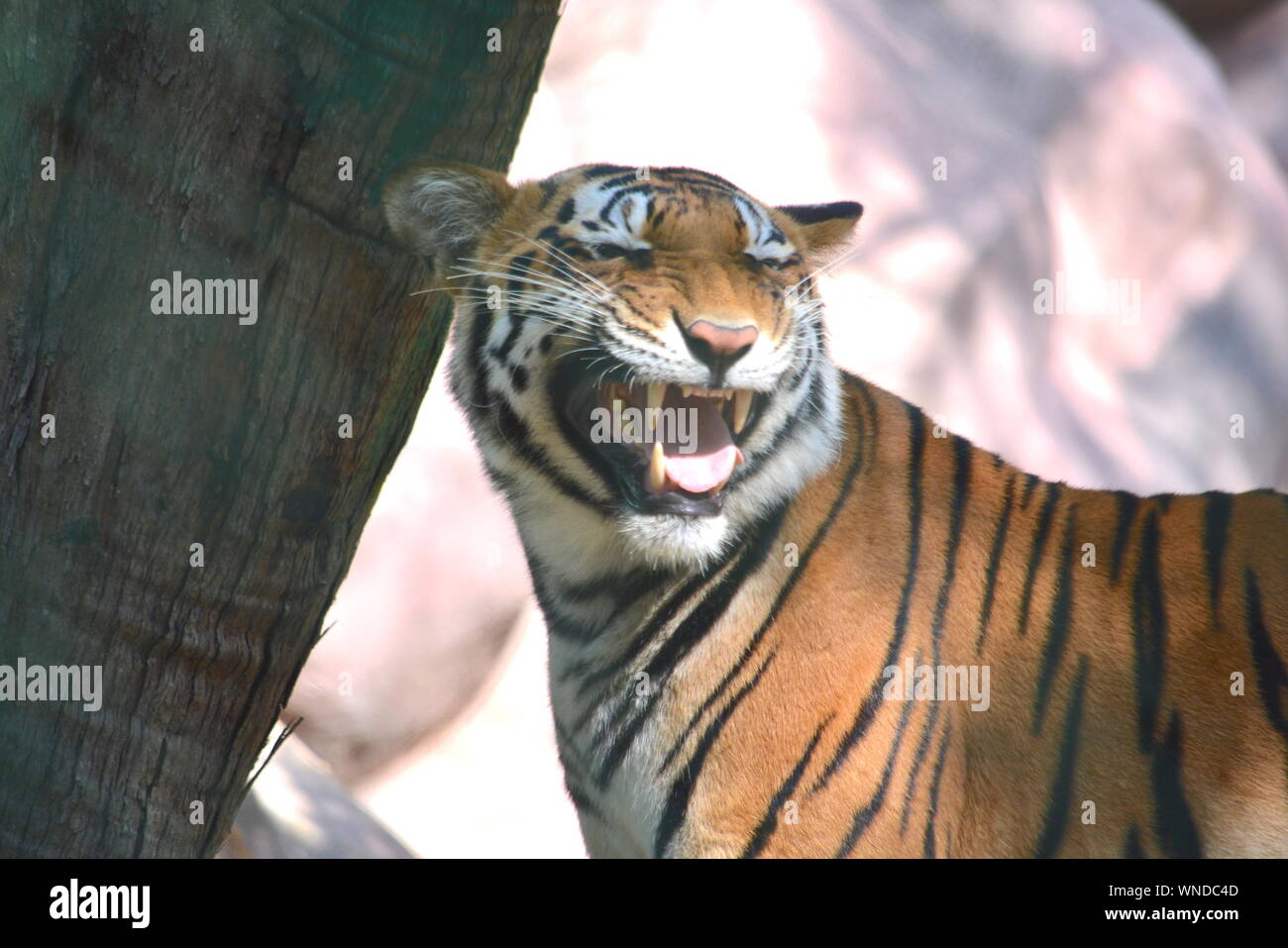 Angry Tiger High Resolution Stock Photography and Images - Alamy