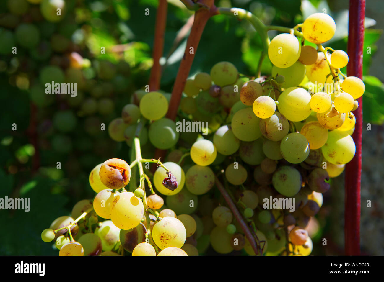 Rotten grapes vine hi-res stock photography and images - Alamy