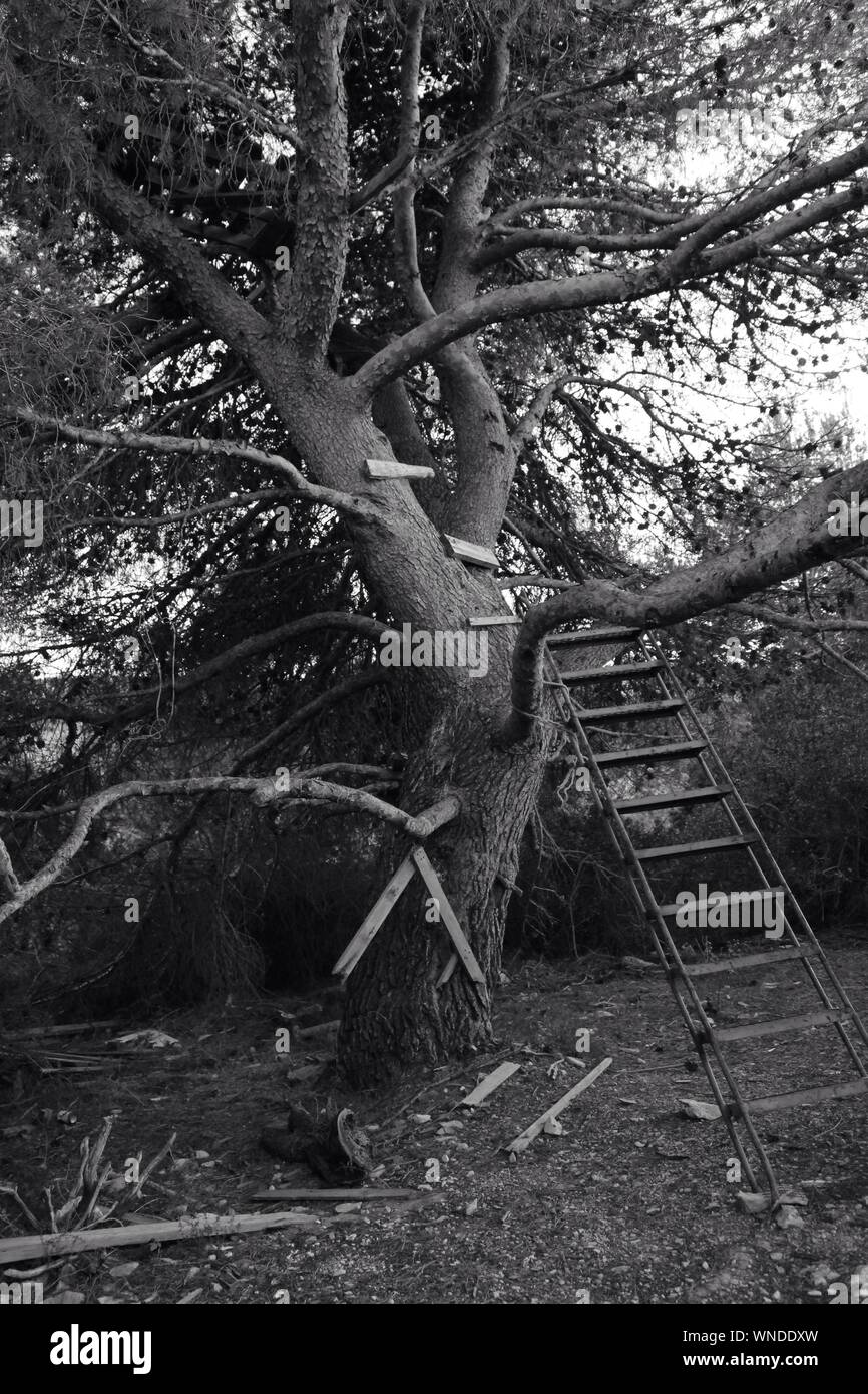 Ladder Leaning On Tree Stock Photo - Alamy