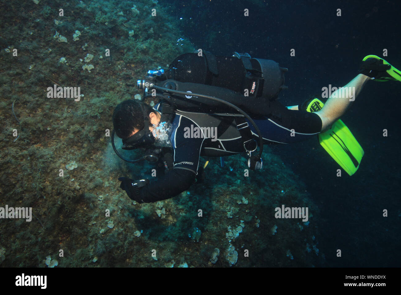 Diving a vertical Mediterranean reef Stock Photo - Alamy