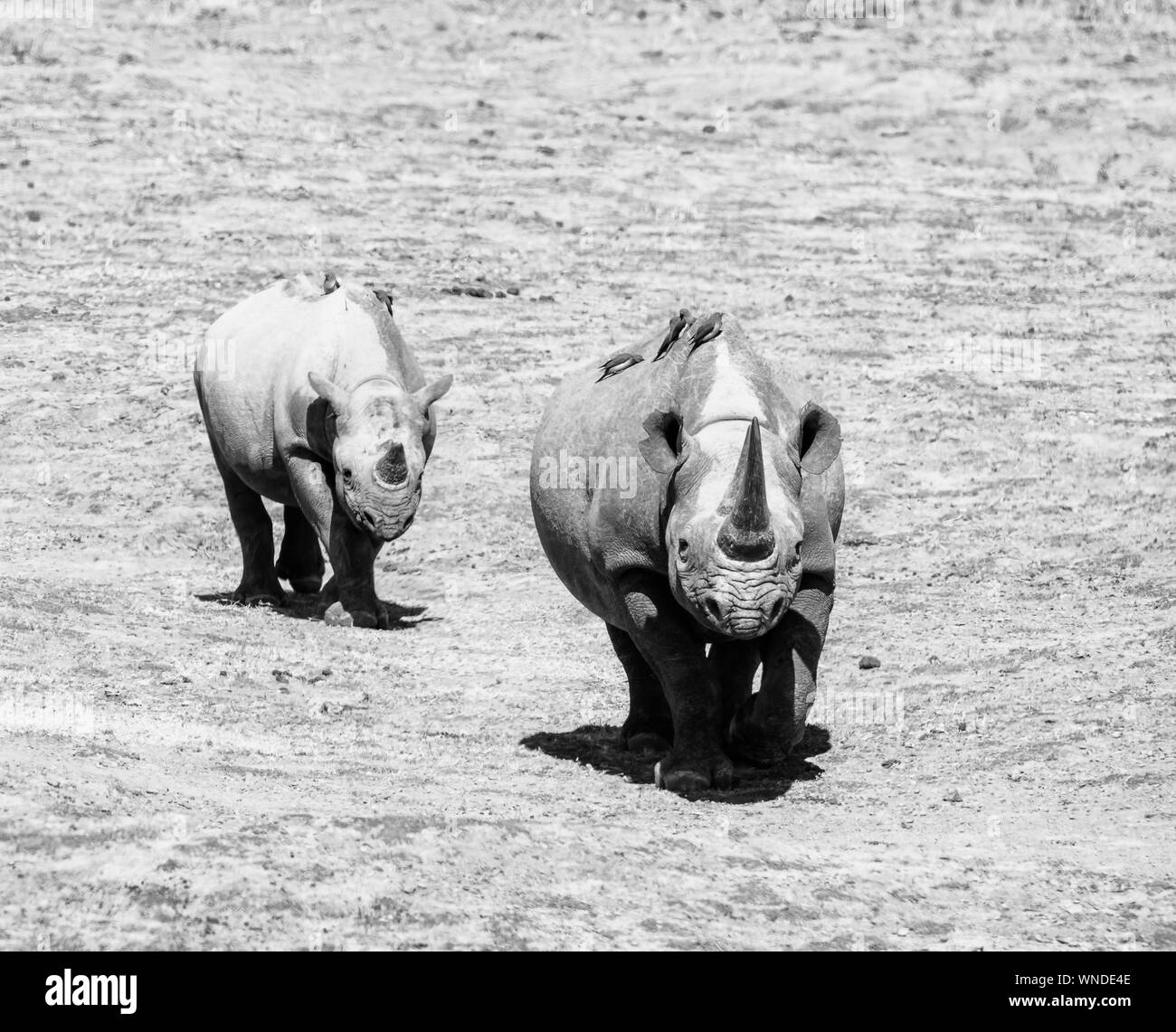 A Black Rhinoceros mother and calf in Southern African savanna Stock ...