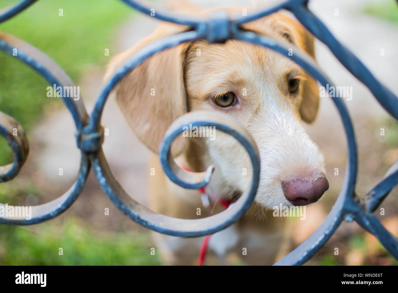 Dog Looking Through Fence High Resolution Stock Photography and Images ...