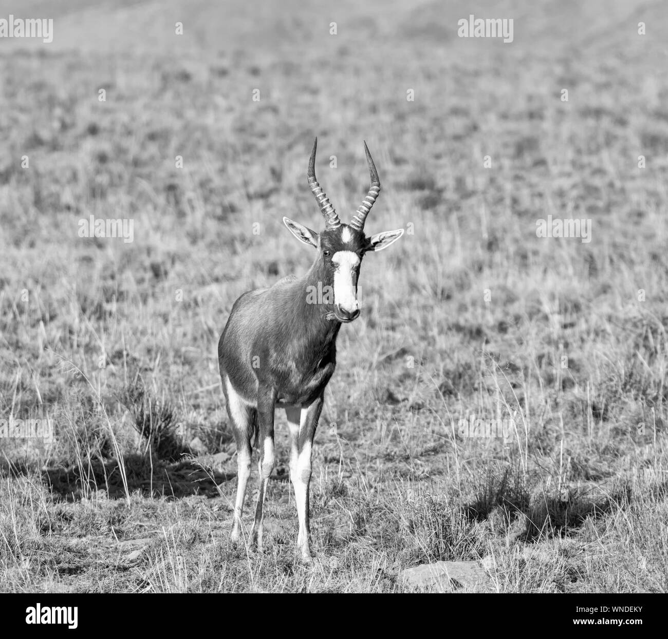 Blesbok antelope in Southern African savanna Stock Photo - Alamy