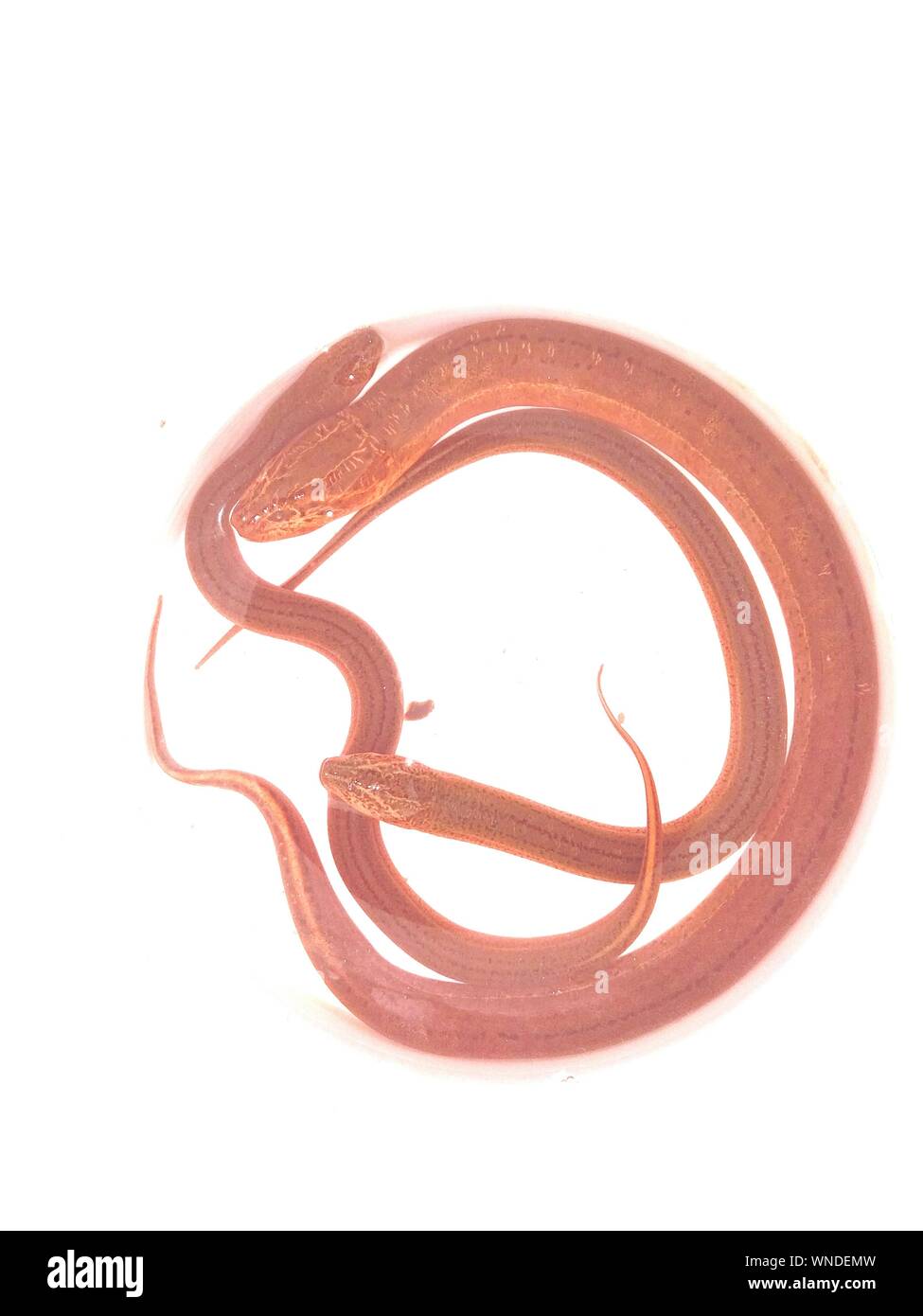 Snakes snake Cut Out Stock Images & Pictures - Alamy