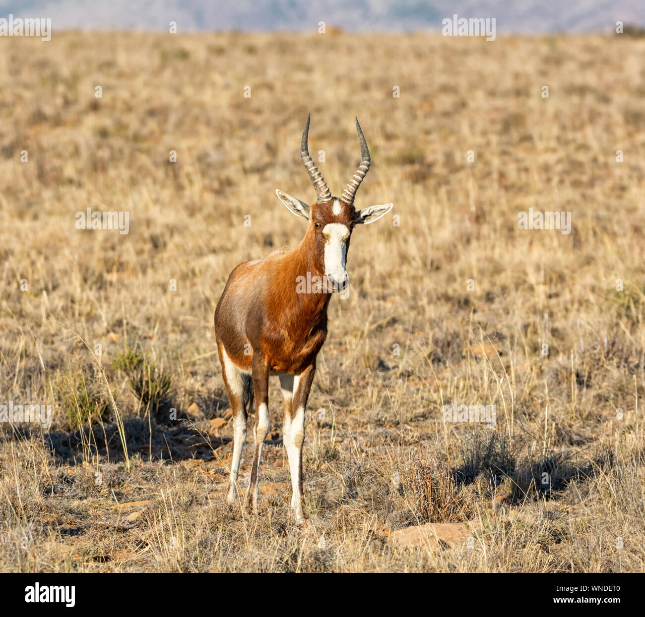 Blesbok antelope in Southern African savanna Stock Photo - Alamy