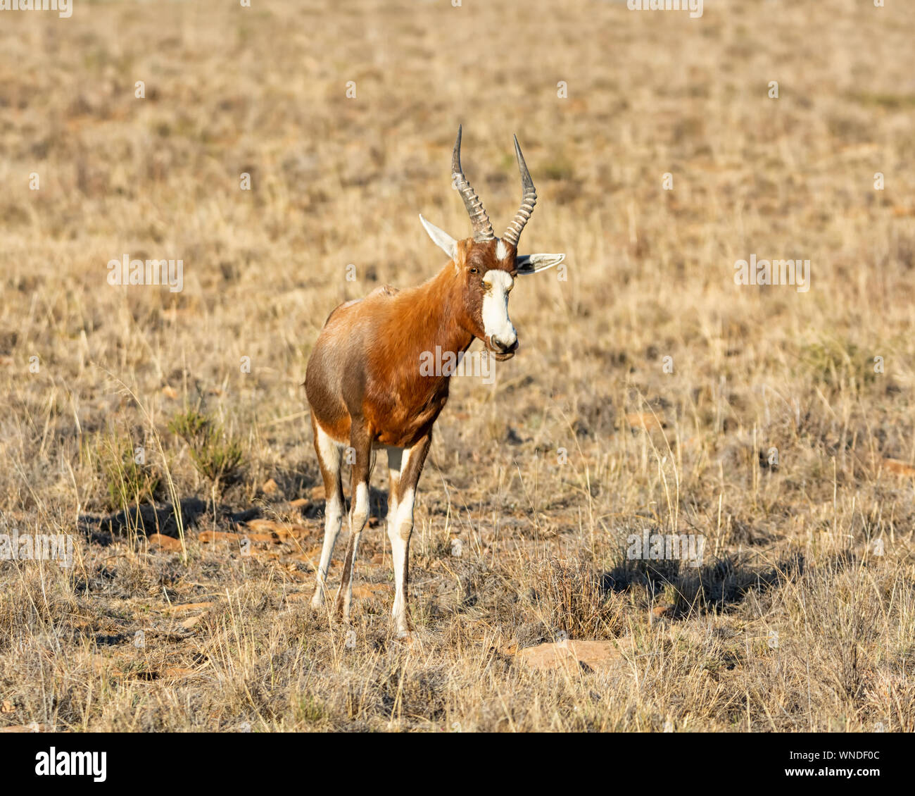 Blesbok antelope in Southern African savanna Stock Photo - Alamy