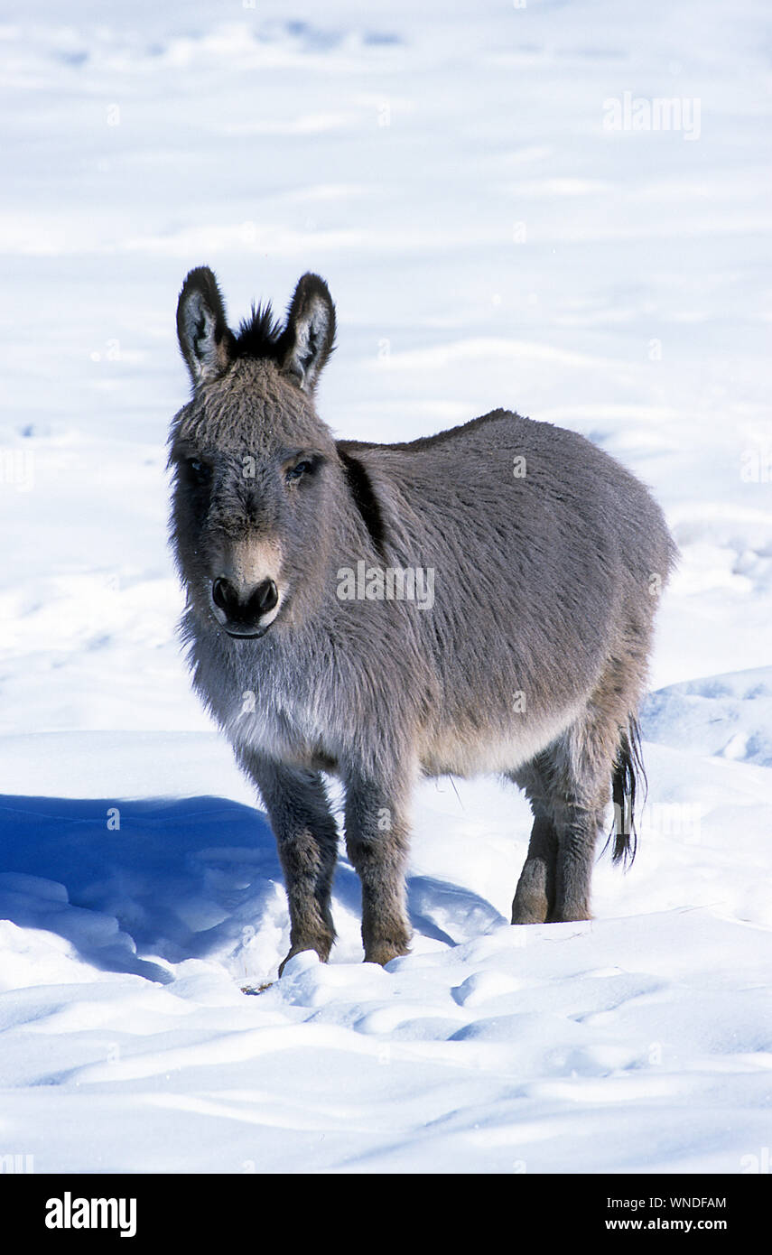 Donkey Snow High Resolution Stock Photography and Images - Alamy