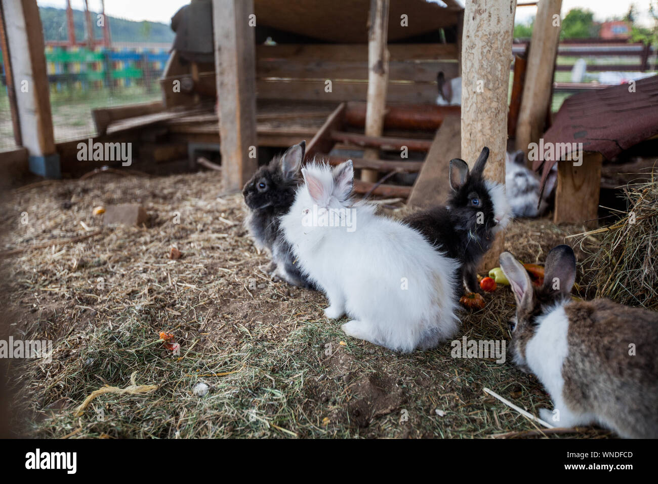 Bunny ranch hi-res stock photography and images - Alamy