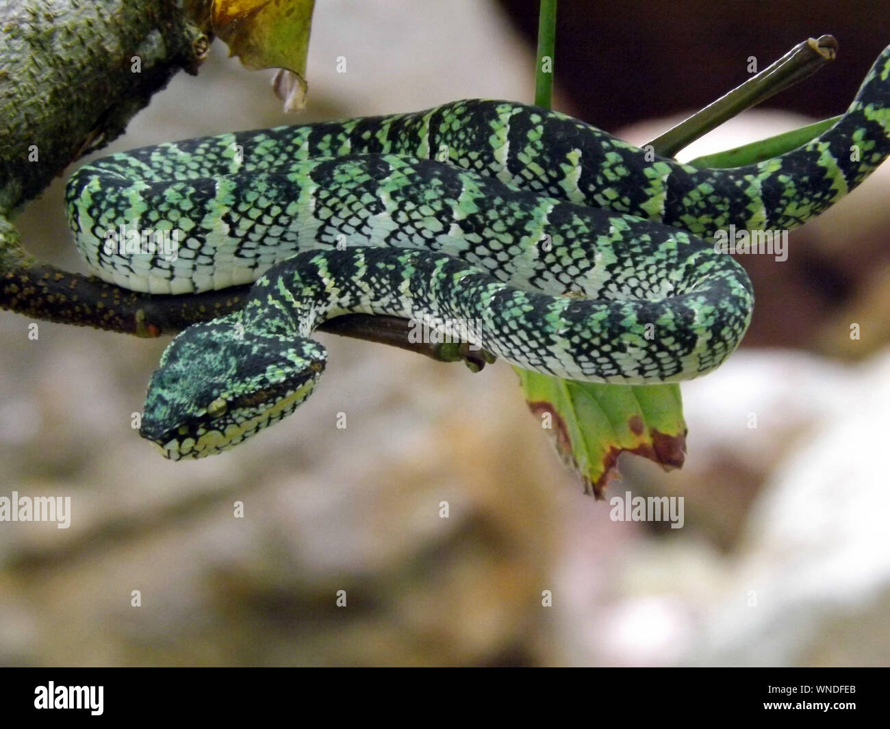 Vertebrate viper hi-res stock photography and images - Alamy