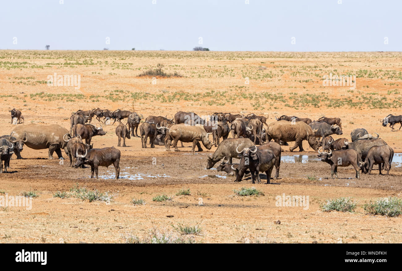 African Buffalo In Water Hole High Resolution Stock Photography and ...