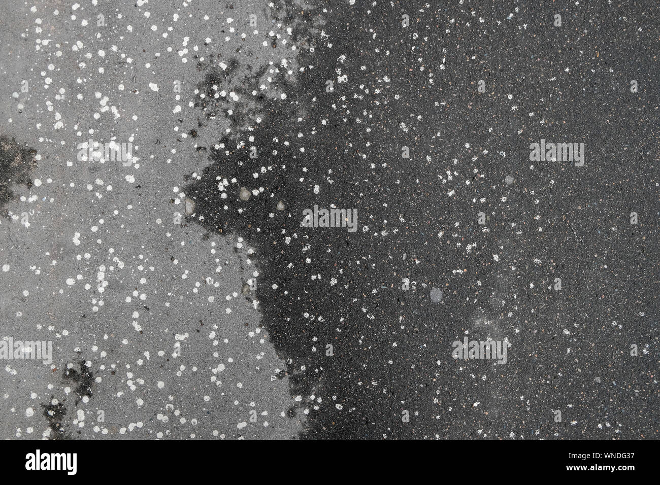 Wet and dry asphalt pavement splattered with small drops of white paint ...