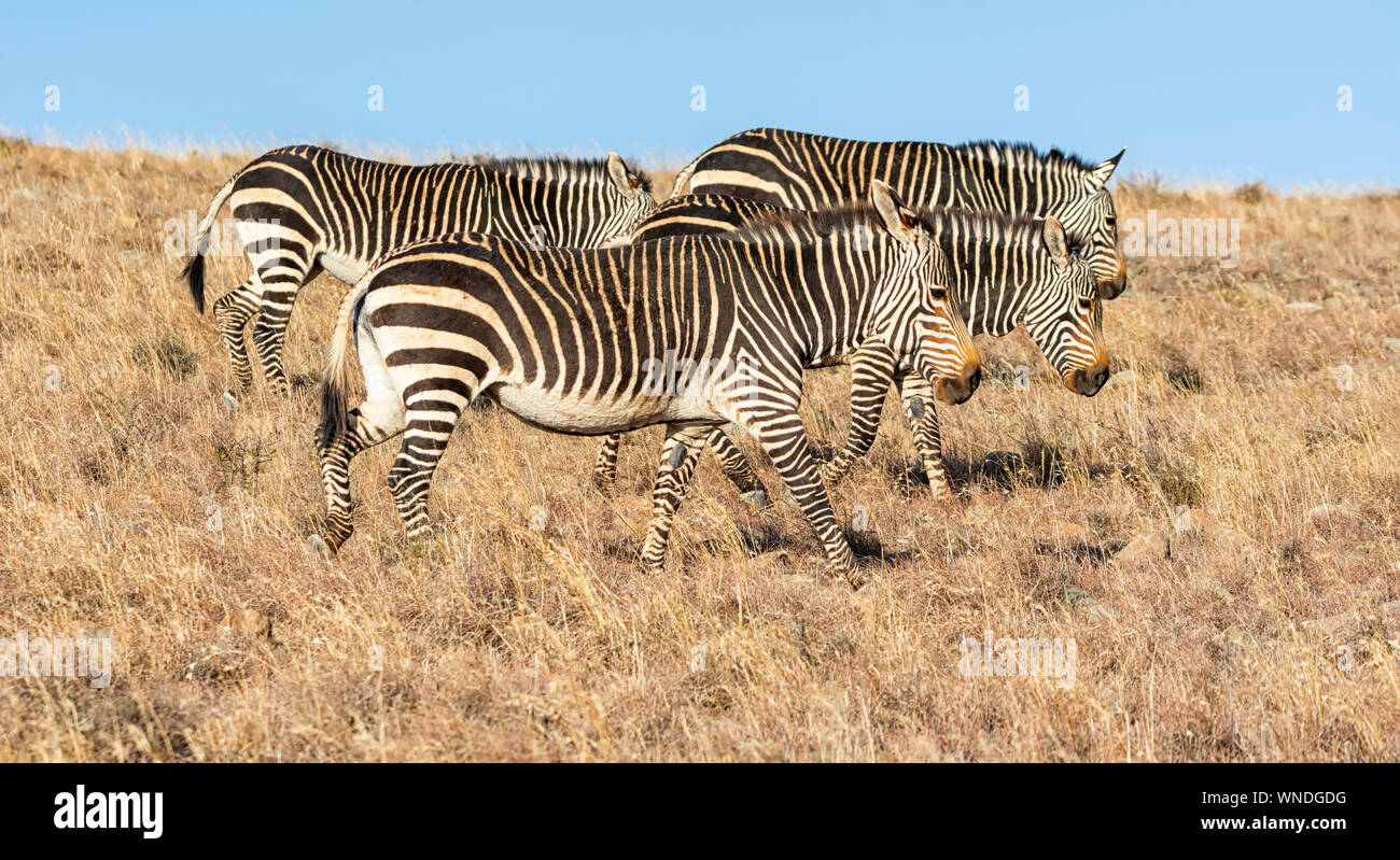 Cape Mountain Zebra in Southern African savanna Stock Photo - Alamy