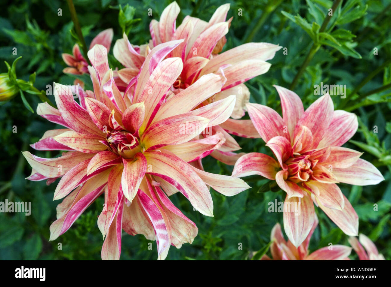 Orange orchid flowers hi-res stock photography and images - Alamy