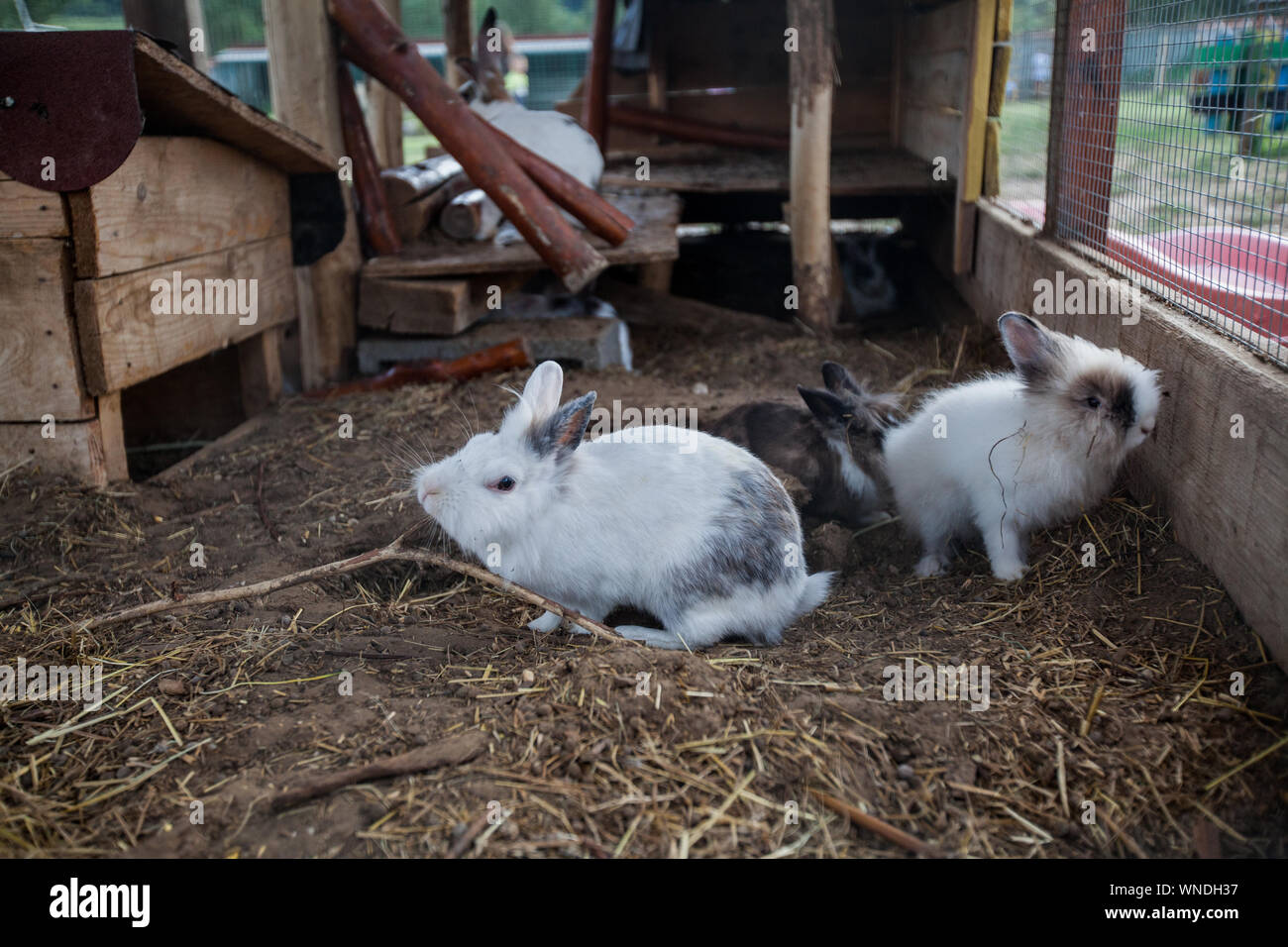 Bunny ranch hi-res stock photography and images - Alamy