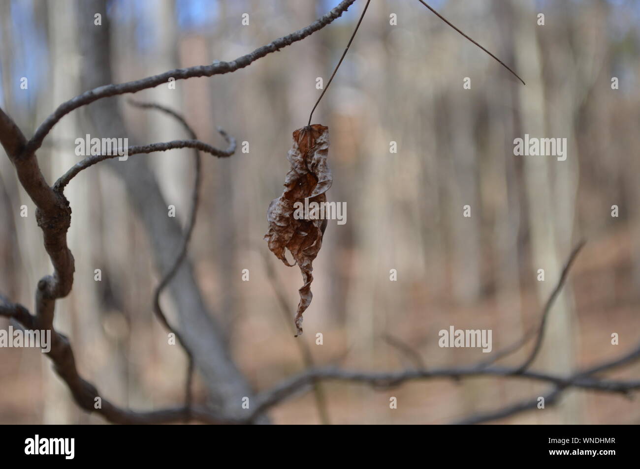 Hanging leaf branch hi-res stock photography and images - Alamy