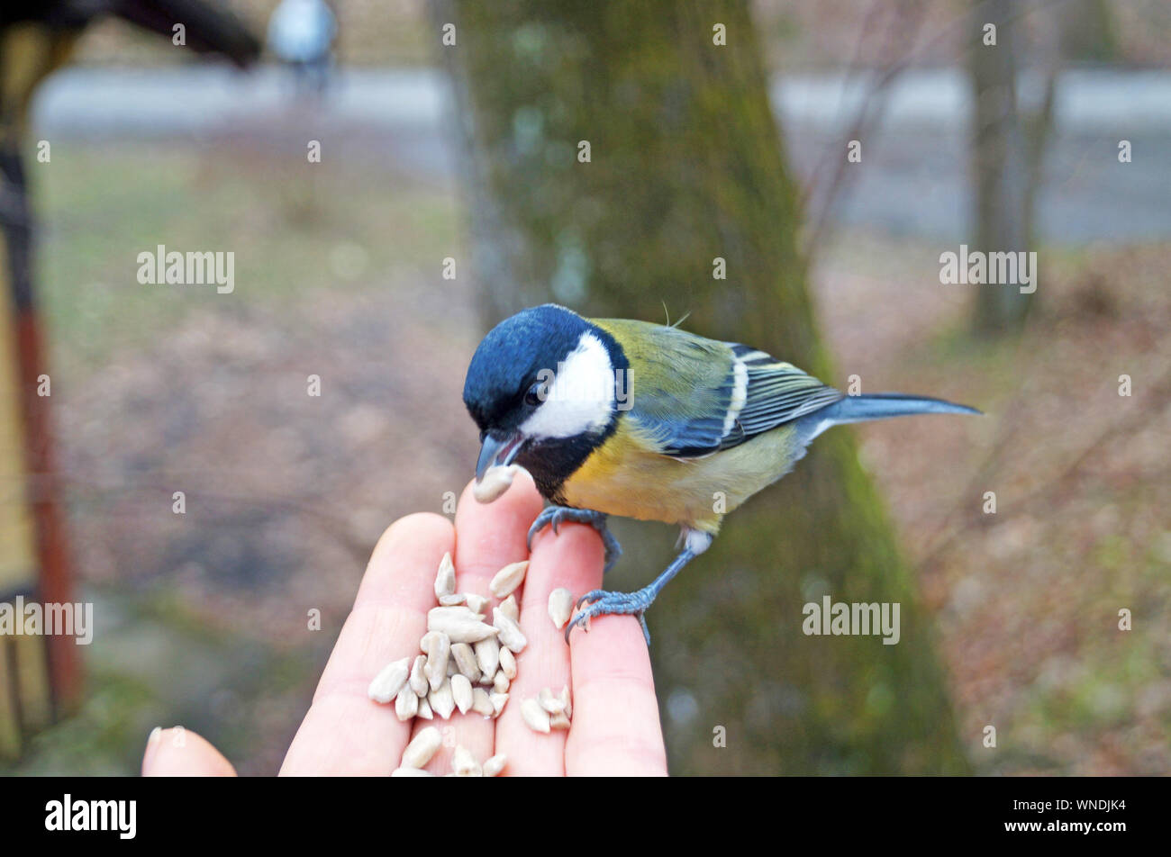 Titmouse with yellow, black and white feathers eats sunflower seeds ...