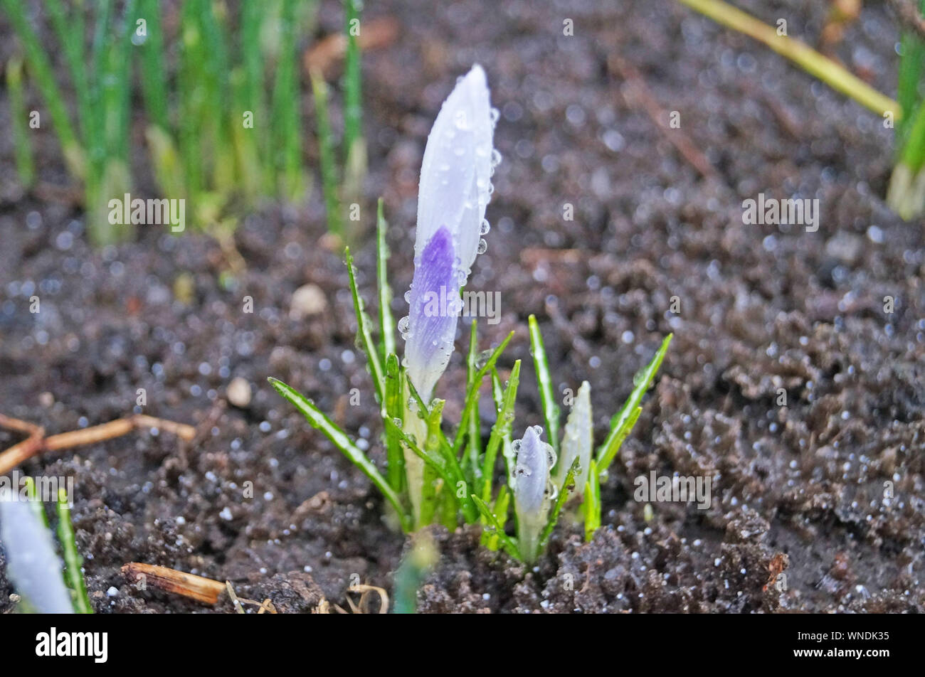 Crocus buds with blue and white petals and green leaves on a flowerbed ...