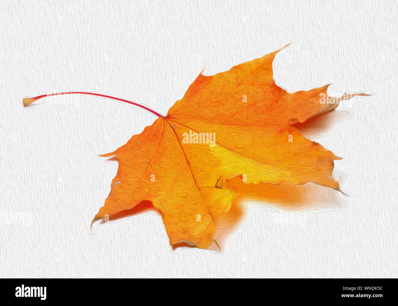 Autumn maple leaf on white background. Oil paint effect filter Stock ...