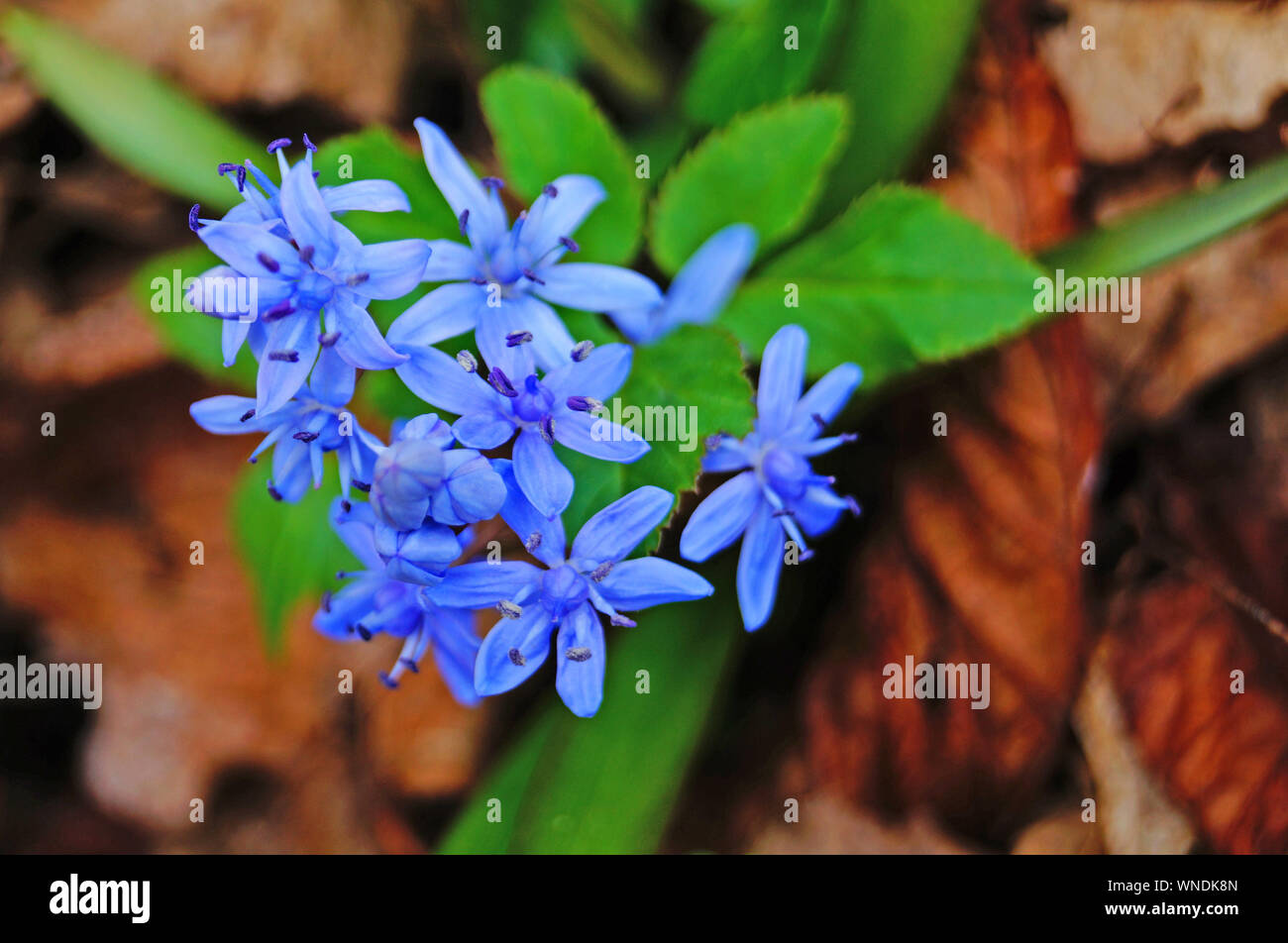 Spring scallop flower in a clearing with delicate blue petals and green ...