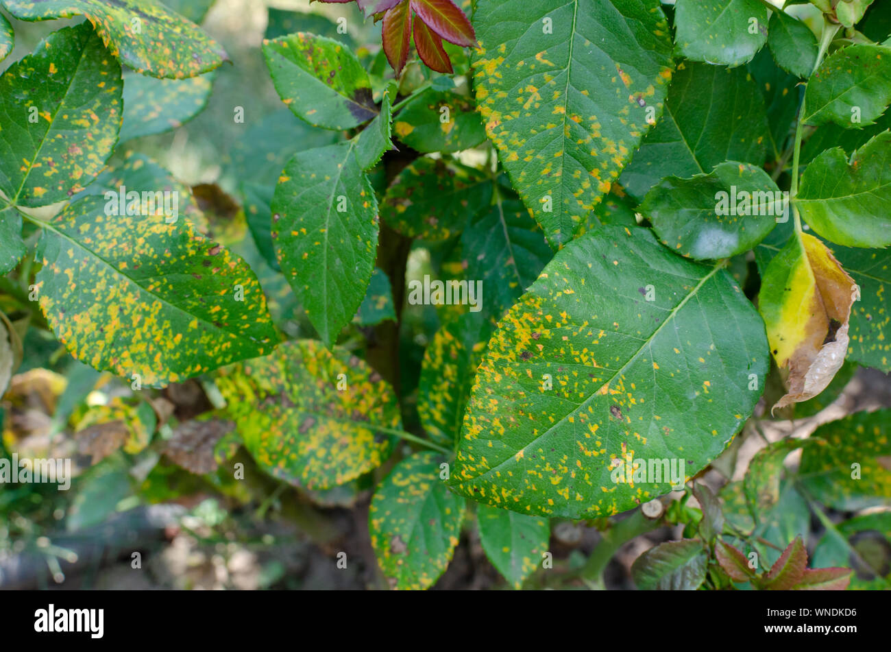 Rose rust phragmidium mucronatum hi-res stock photography and images ...