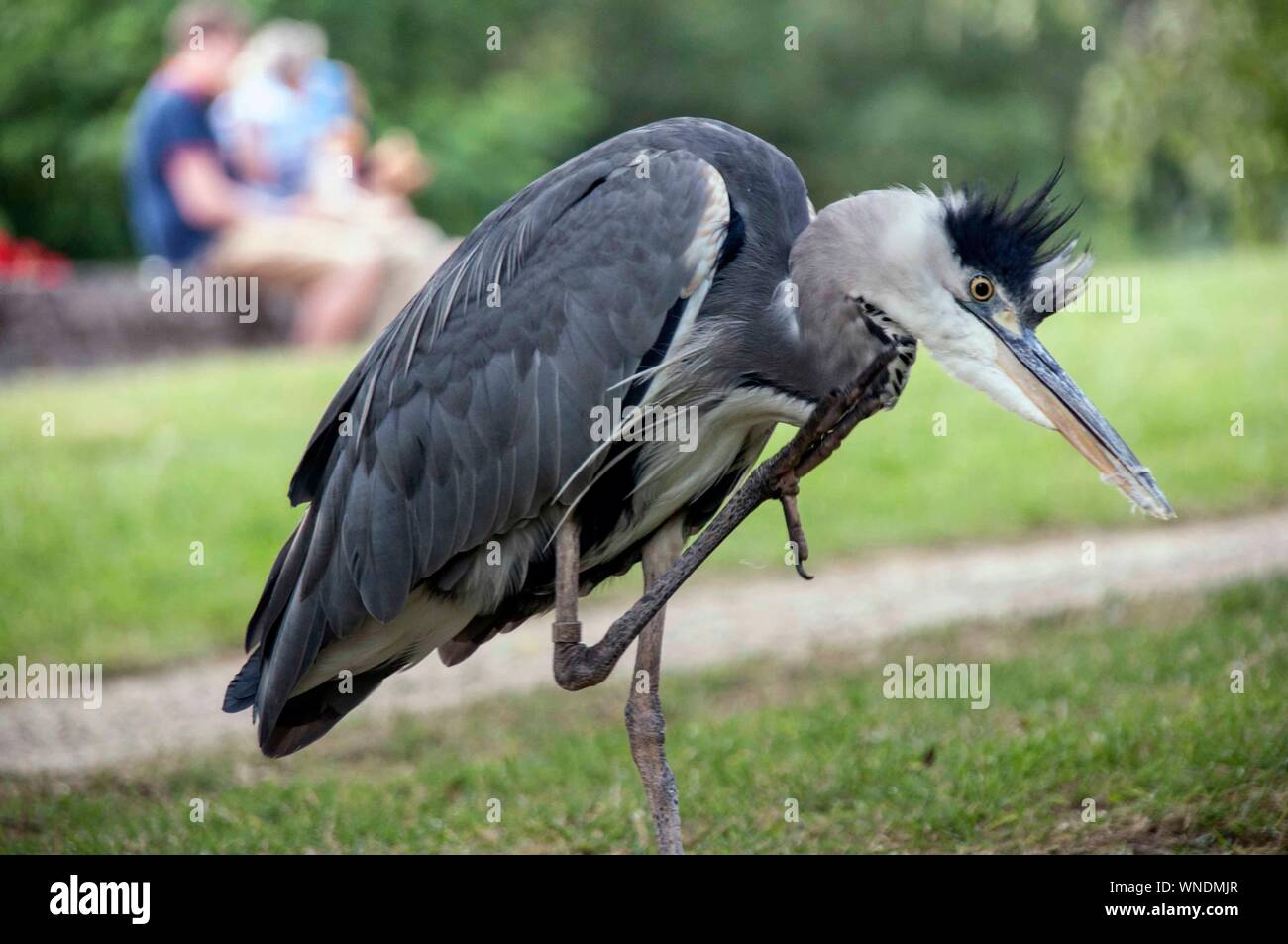 Heron on one leg hi-res stock photography and images - Alamy