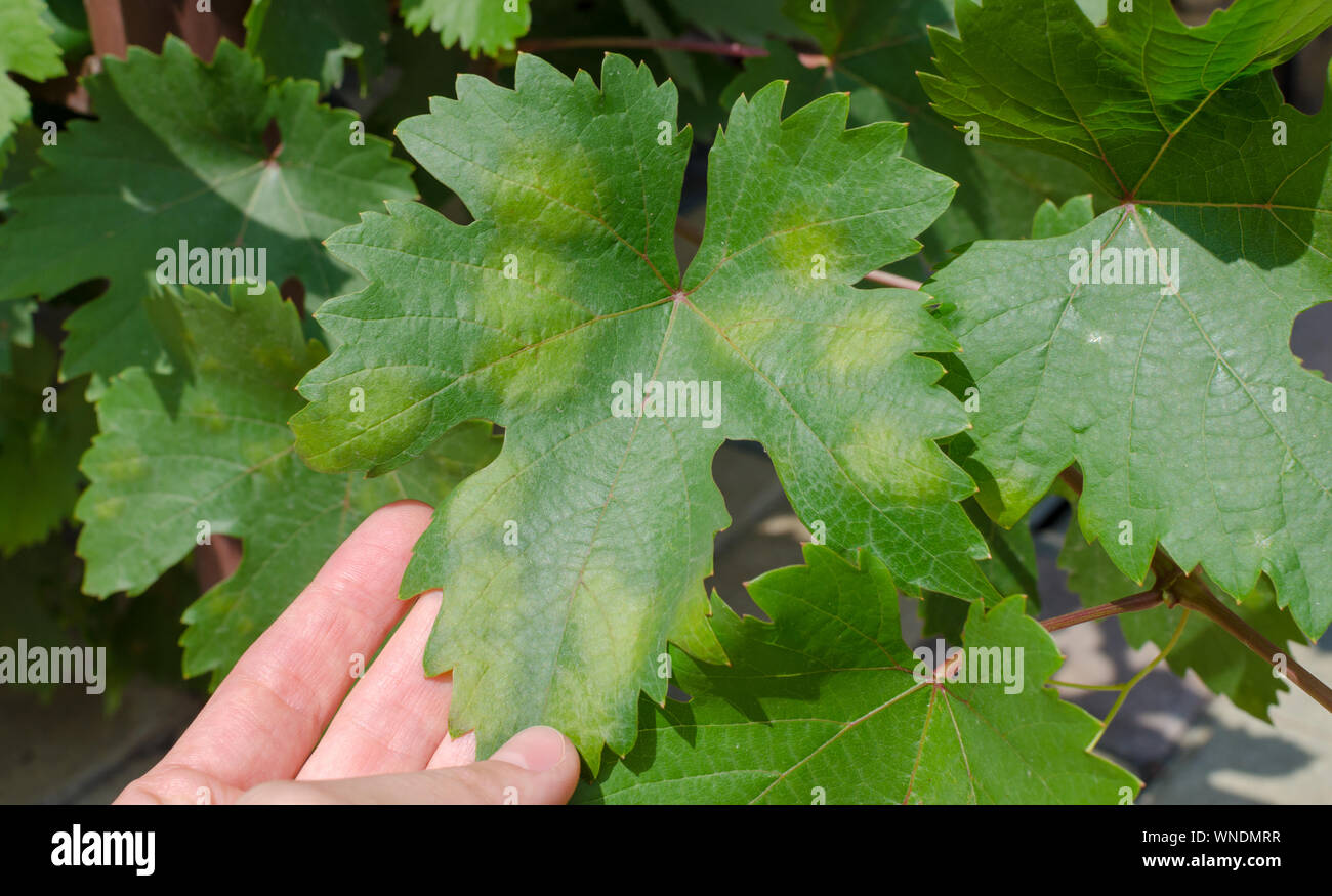 Downy mildew hi-res stock photography and images - Alamy