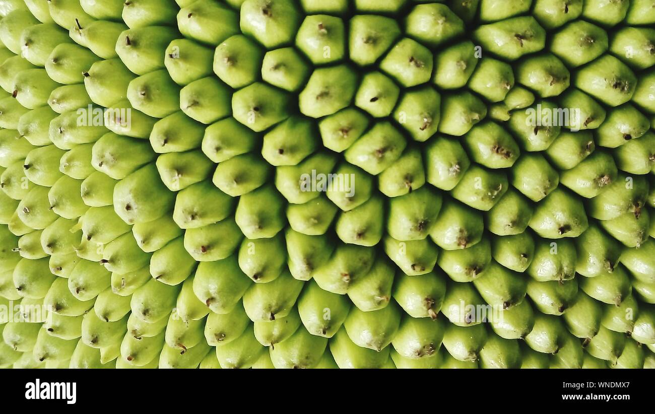 Jackfruit Pattern High Resolution Stock Photography and Images - Alamy